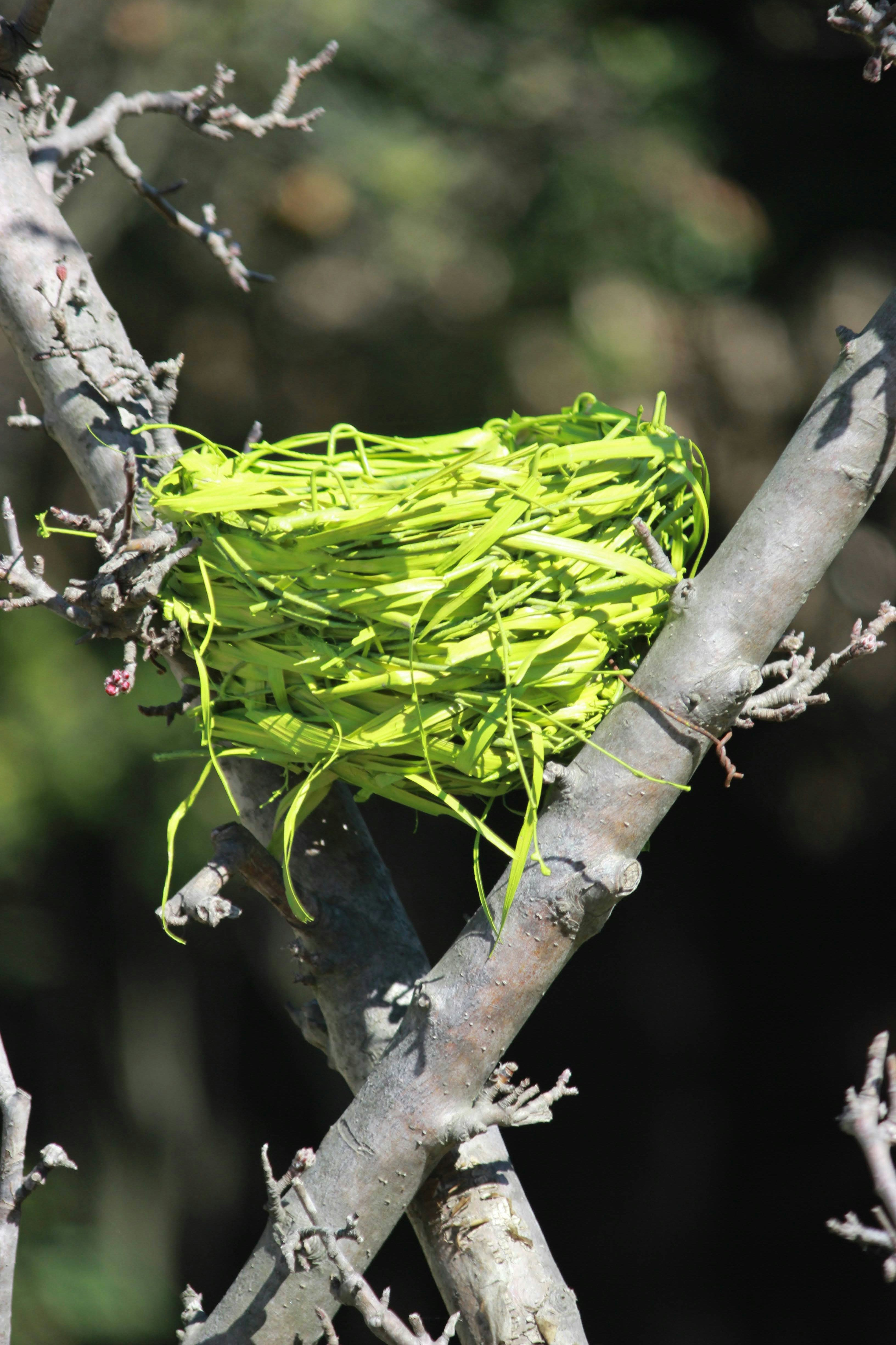 Neon Nest: a vibrant woven cradle perched among skeletal branches