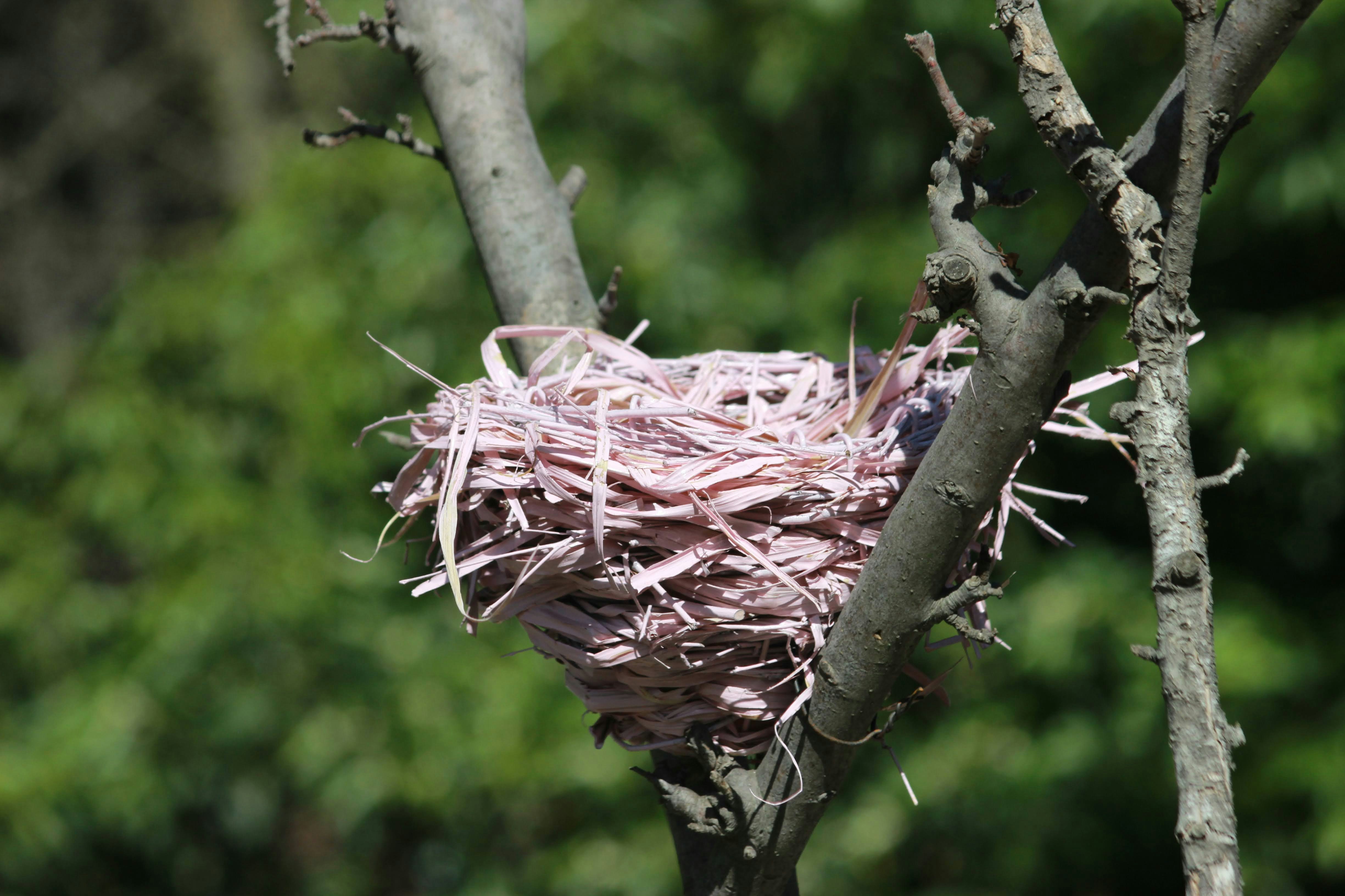 Woven Refuge: Pink-Tinted Nest Cradled Between Weathered Branches
