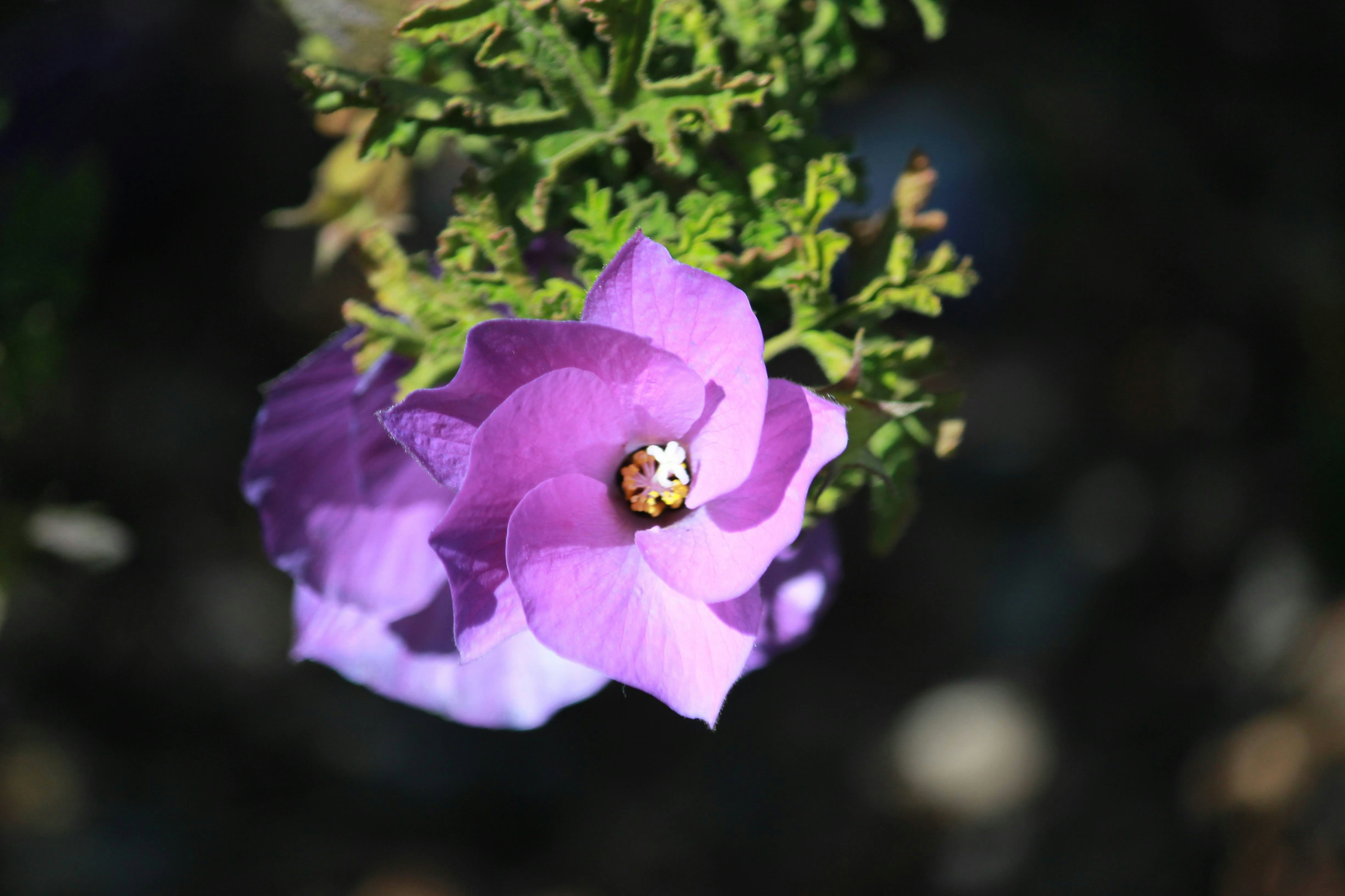 Midday Violet: A Cup-shaped Bloom Starring Against Velvet Blur