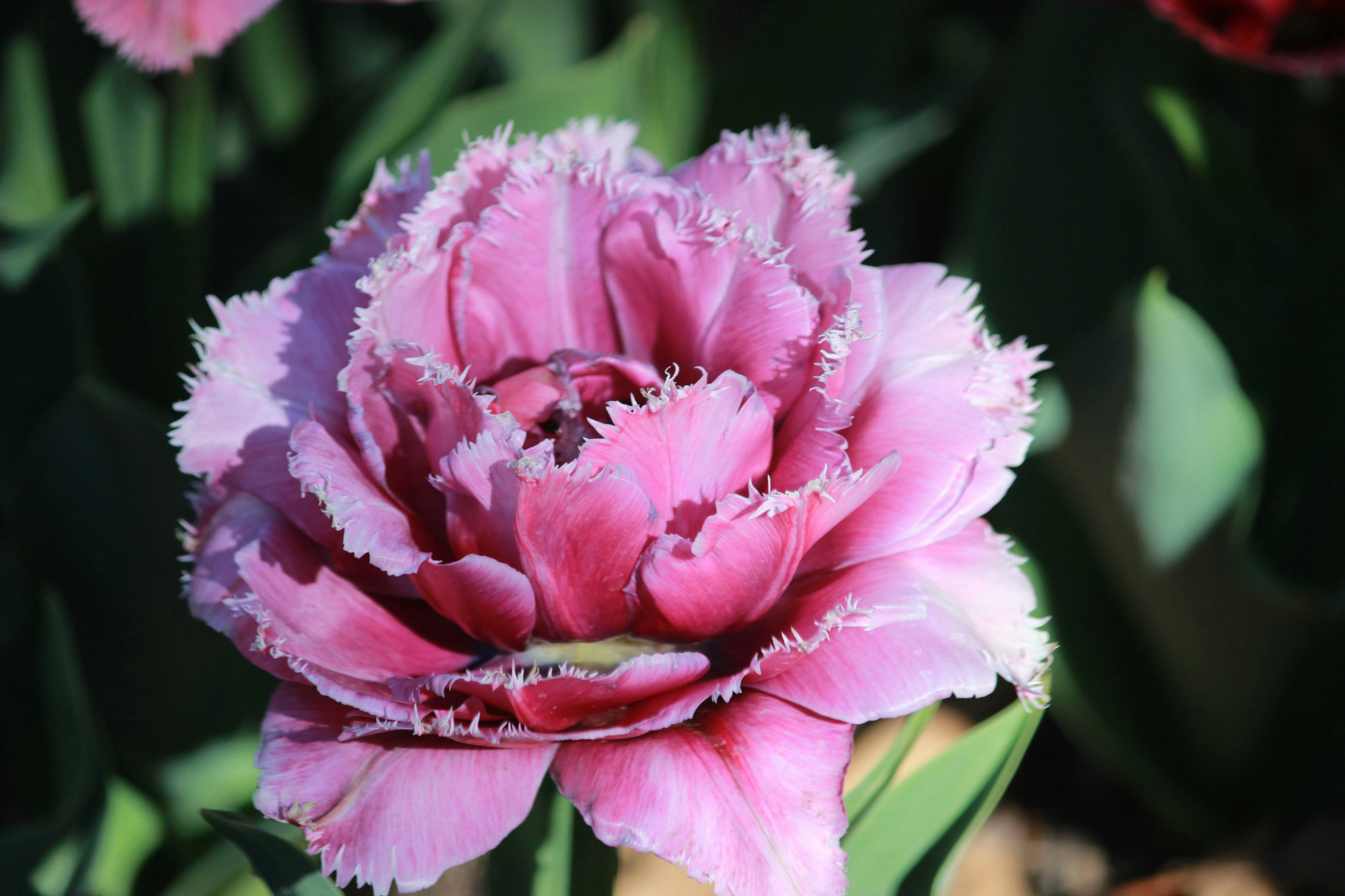 Frilled Pink Bloom: A Petaled Focus