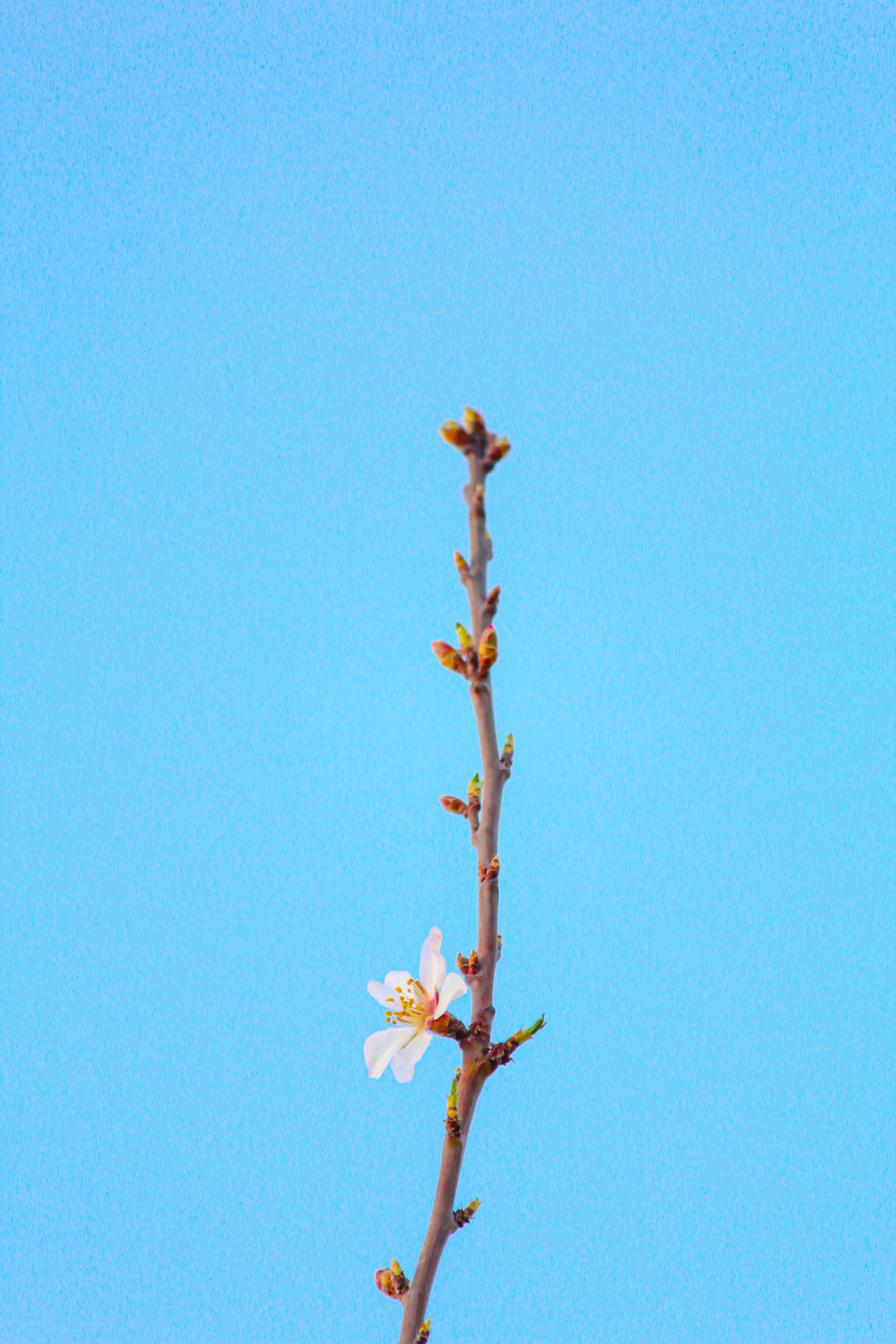 Single Bloom Reaching Toward a Clear Sky