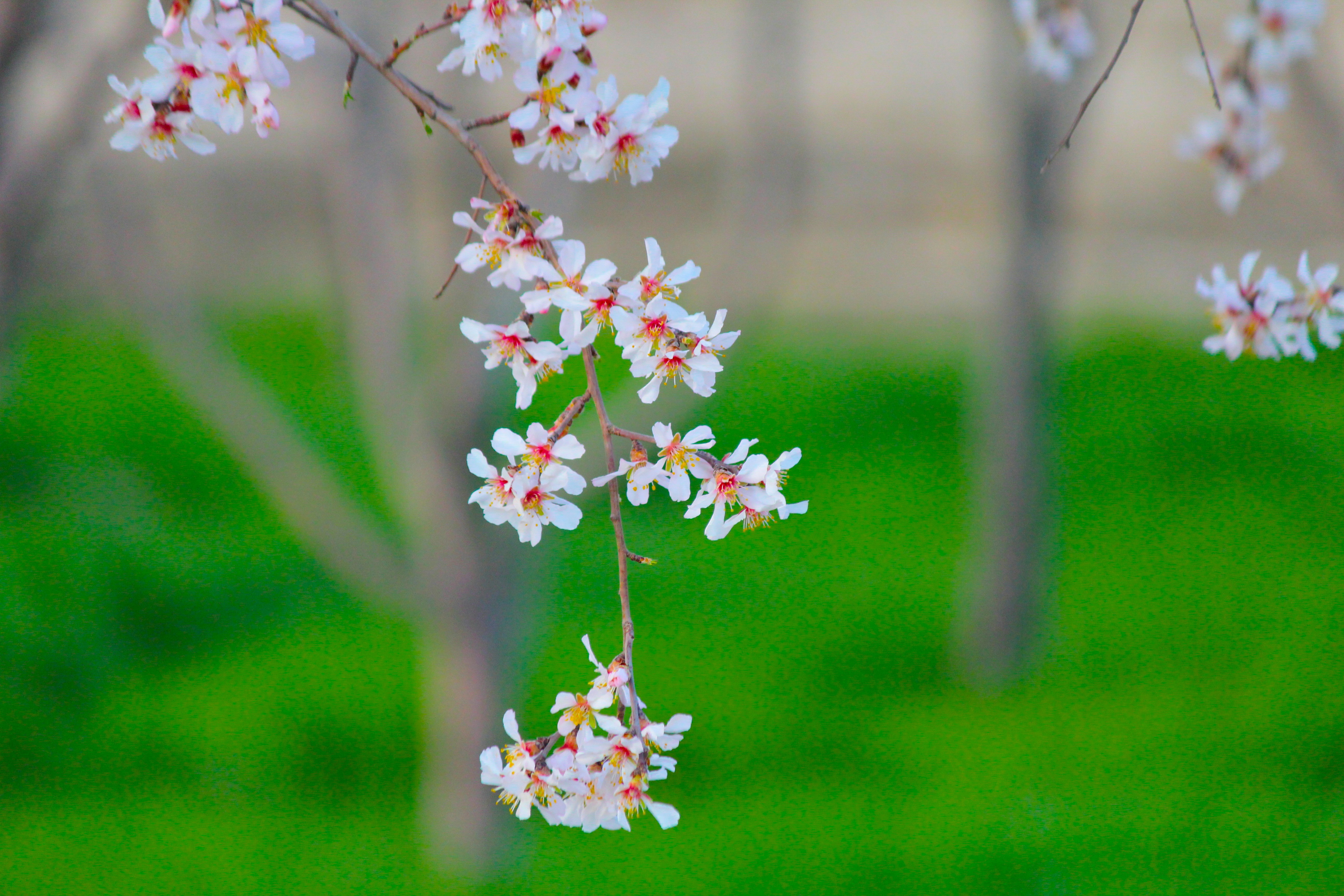 Whispers of Spring: Close-Up on a Delicate Cherry Blossom Cluster