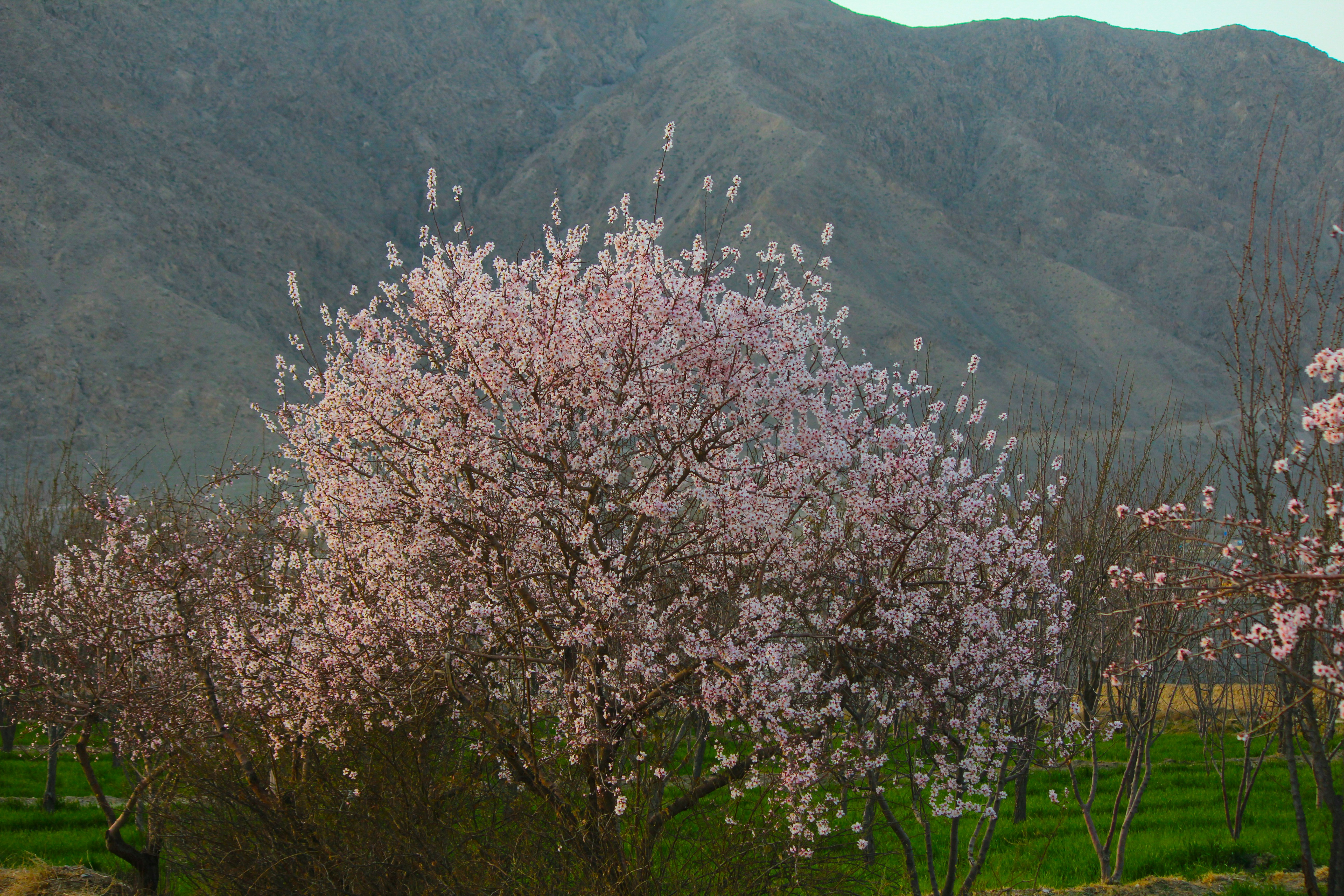 Petal-Lace Orchard Framed by Rugged Peaks