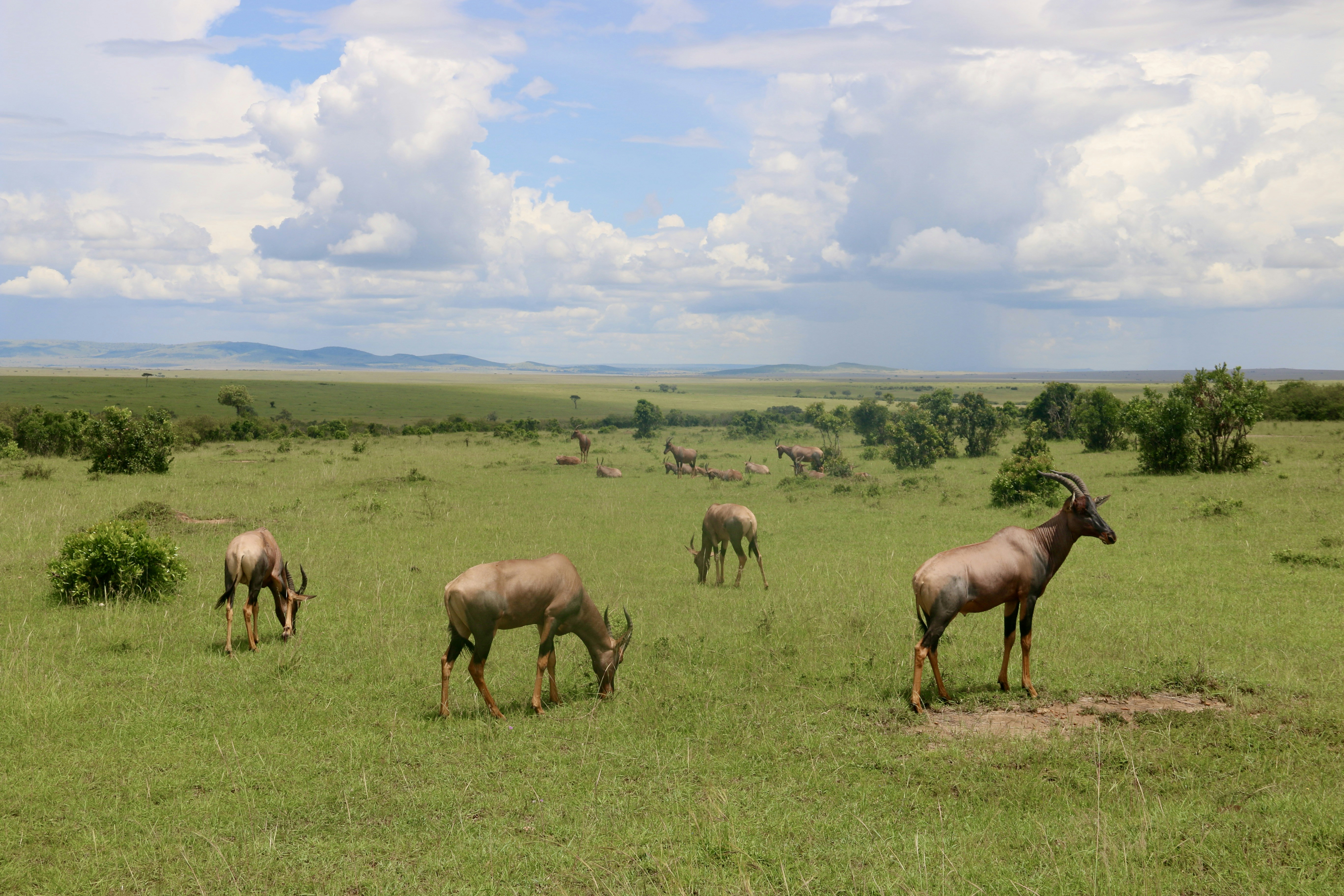 Wildebeest in the Savanna: Grazing under a Cloud-Washed Sky