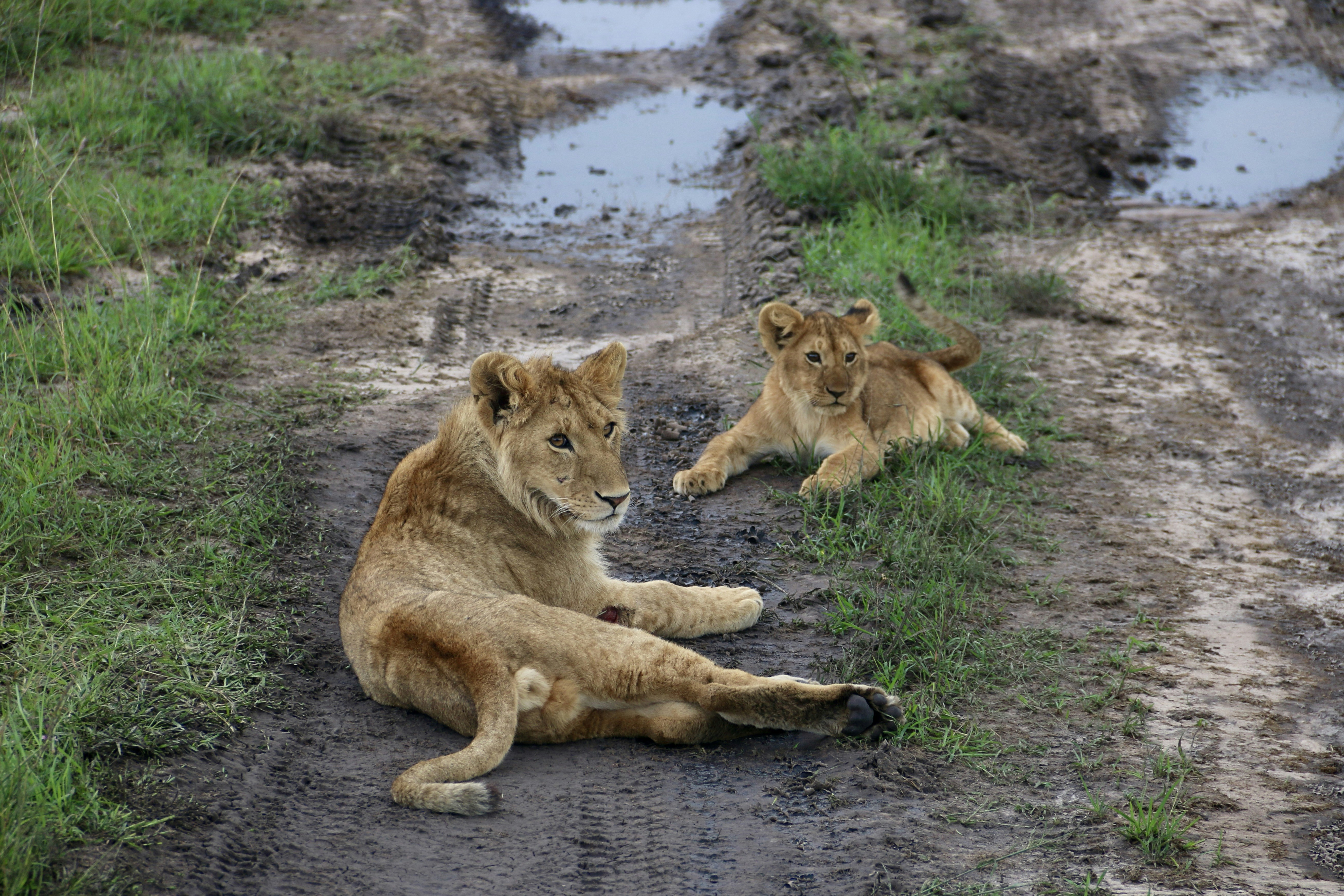 Lions at Rest on a Muddy Fording Path