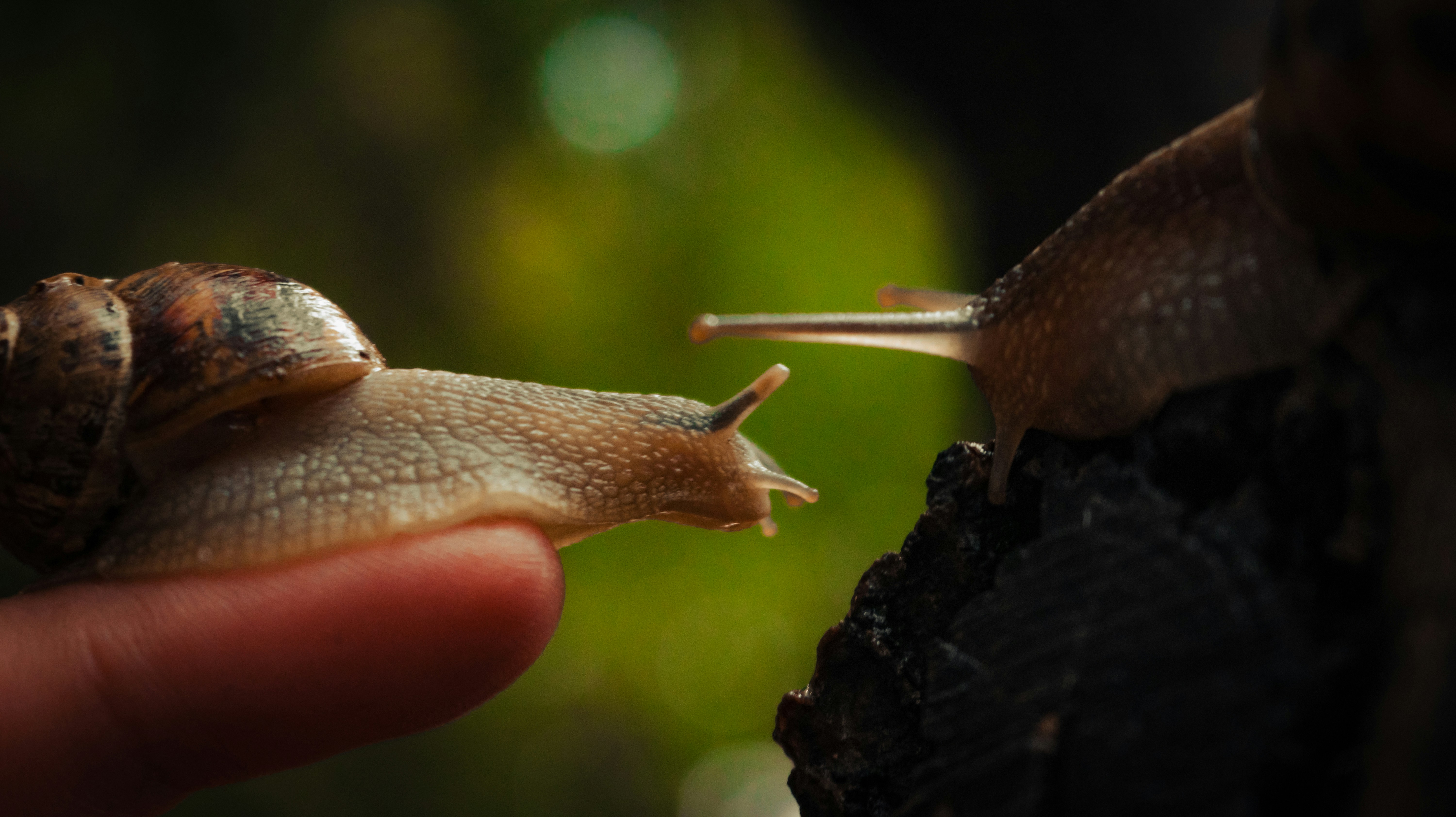 A close up of a person holding a snail photo – Free Batna Image on Unsplash