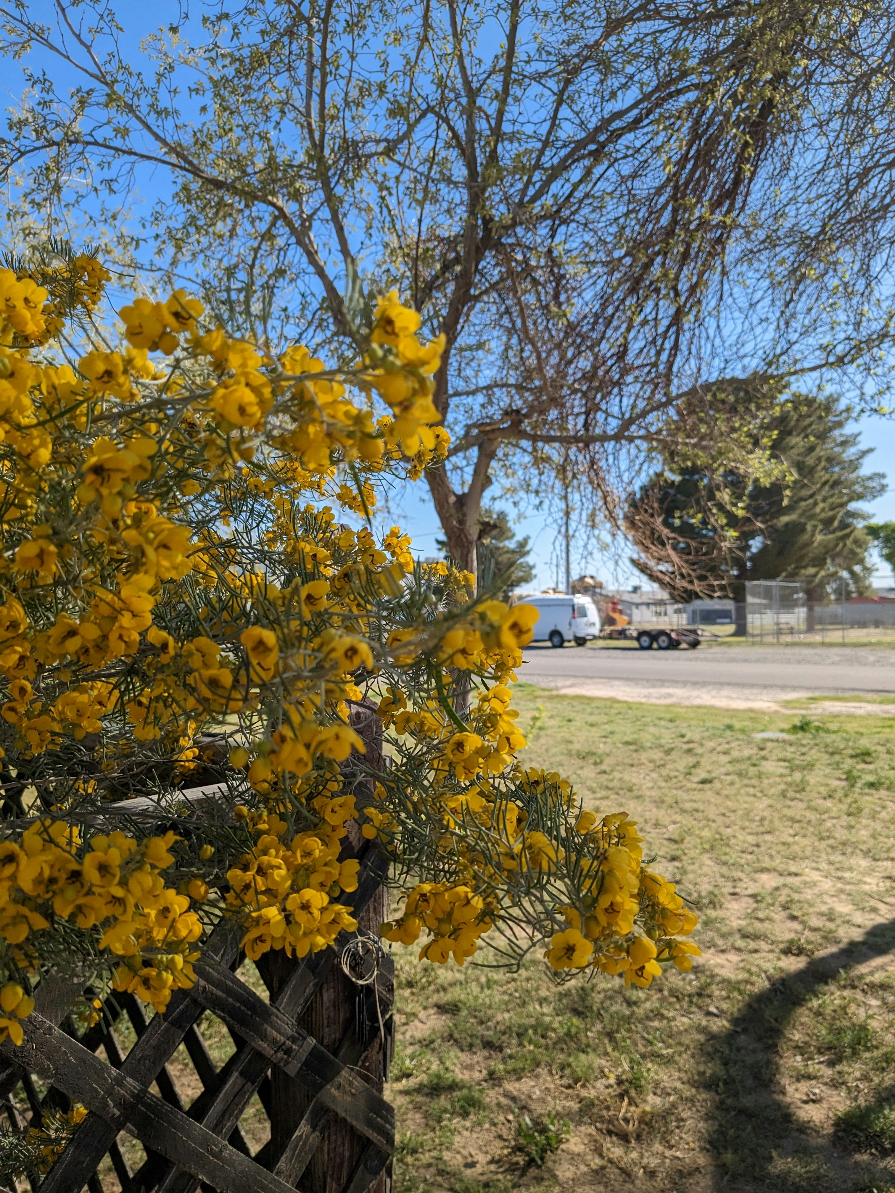 Sunlit Yellow Blooms Framing a Quiet Suburban Corner
