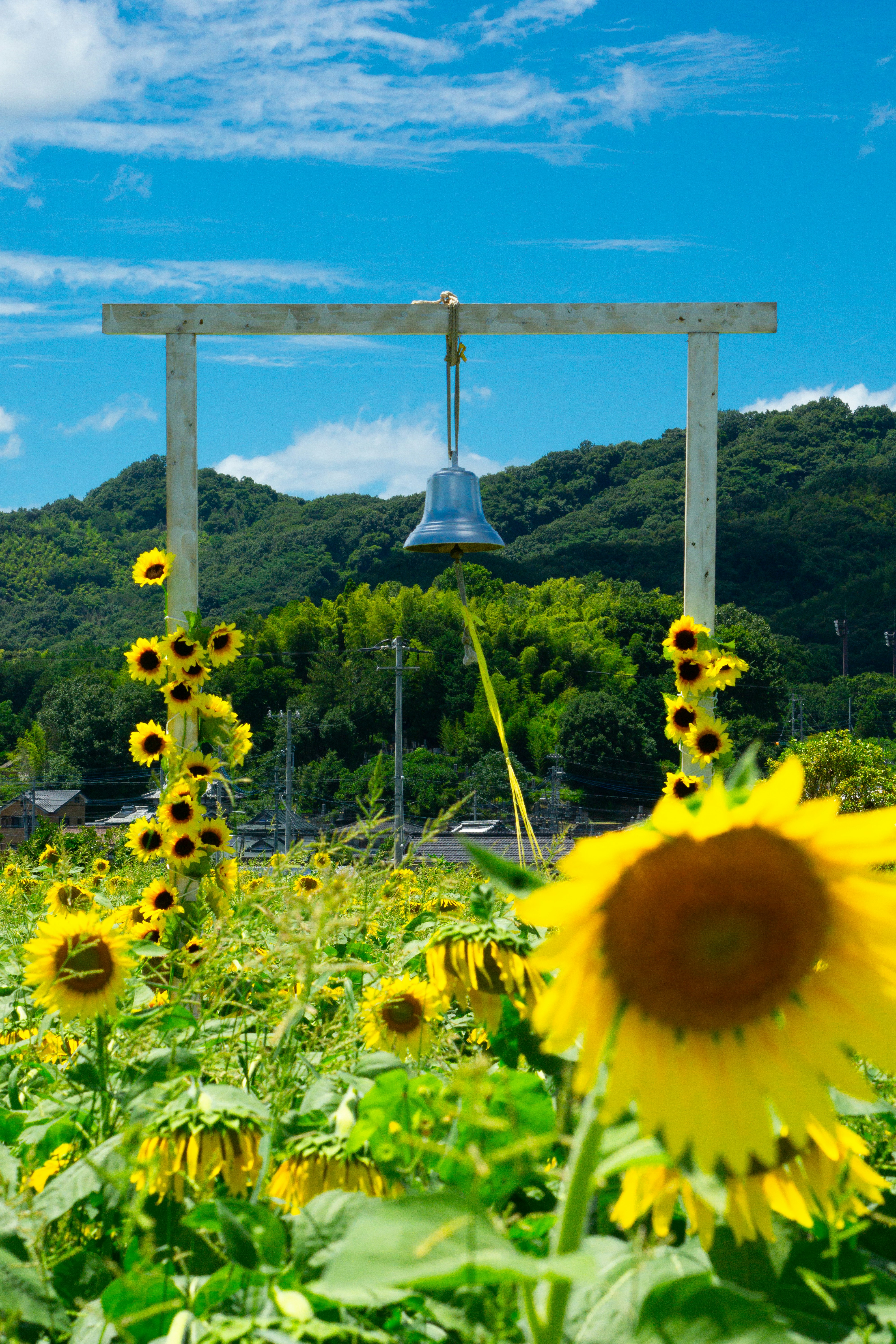 Sunlit Bloom Field Under a Rustic Bell Gate