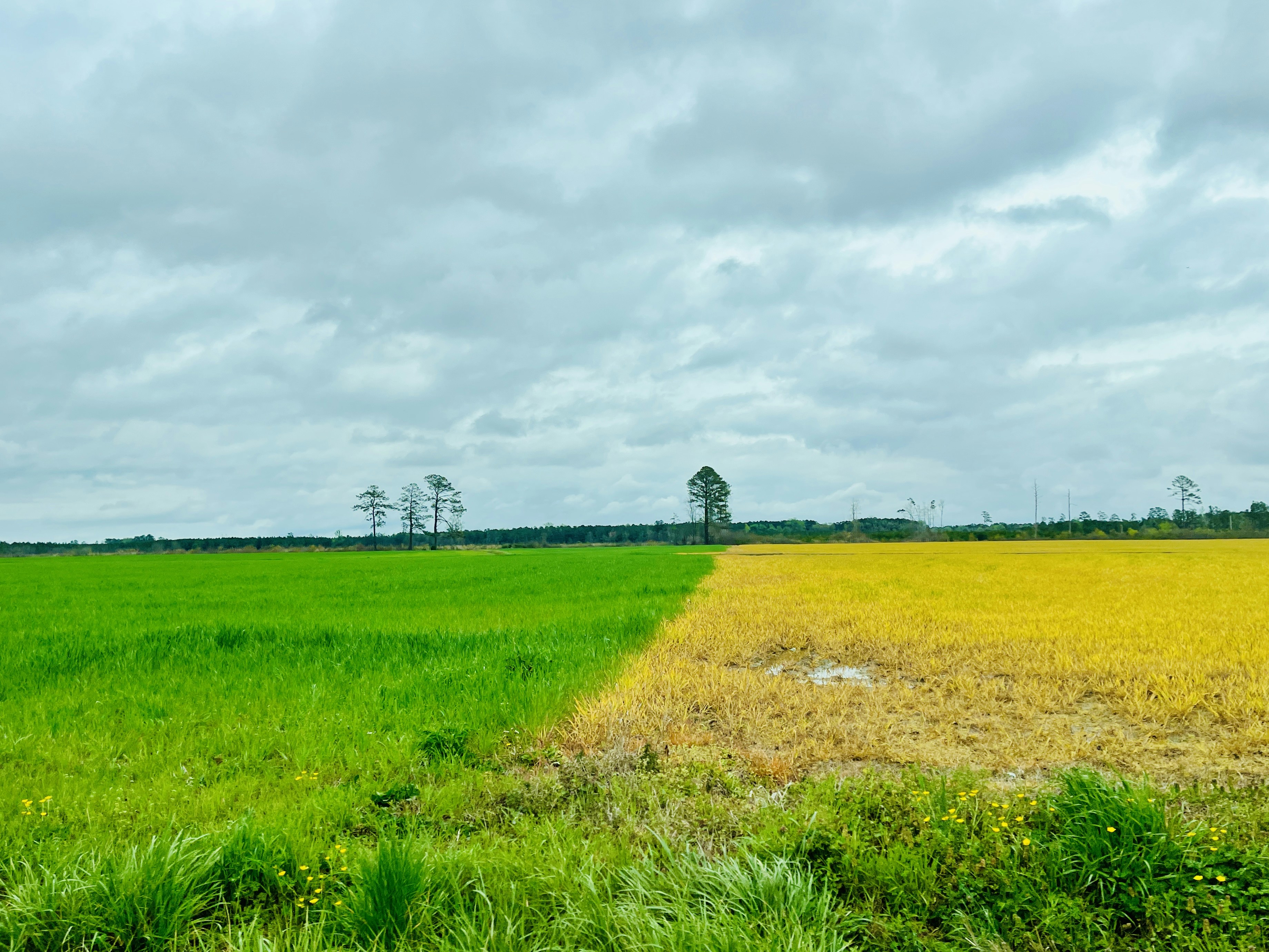 Green and Golden Crossroads Under a Cloudy Sky