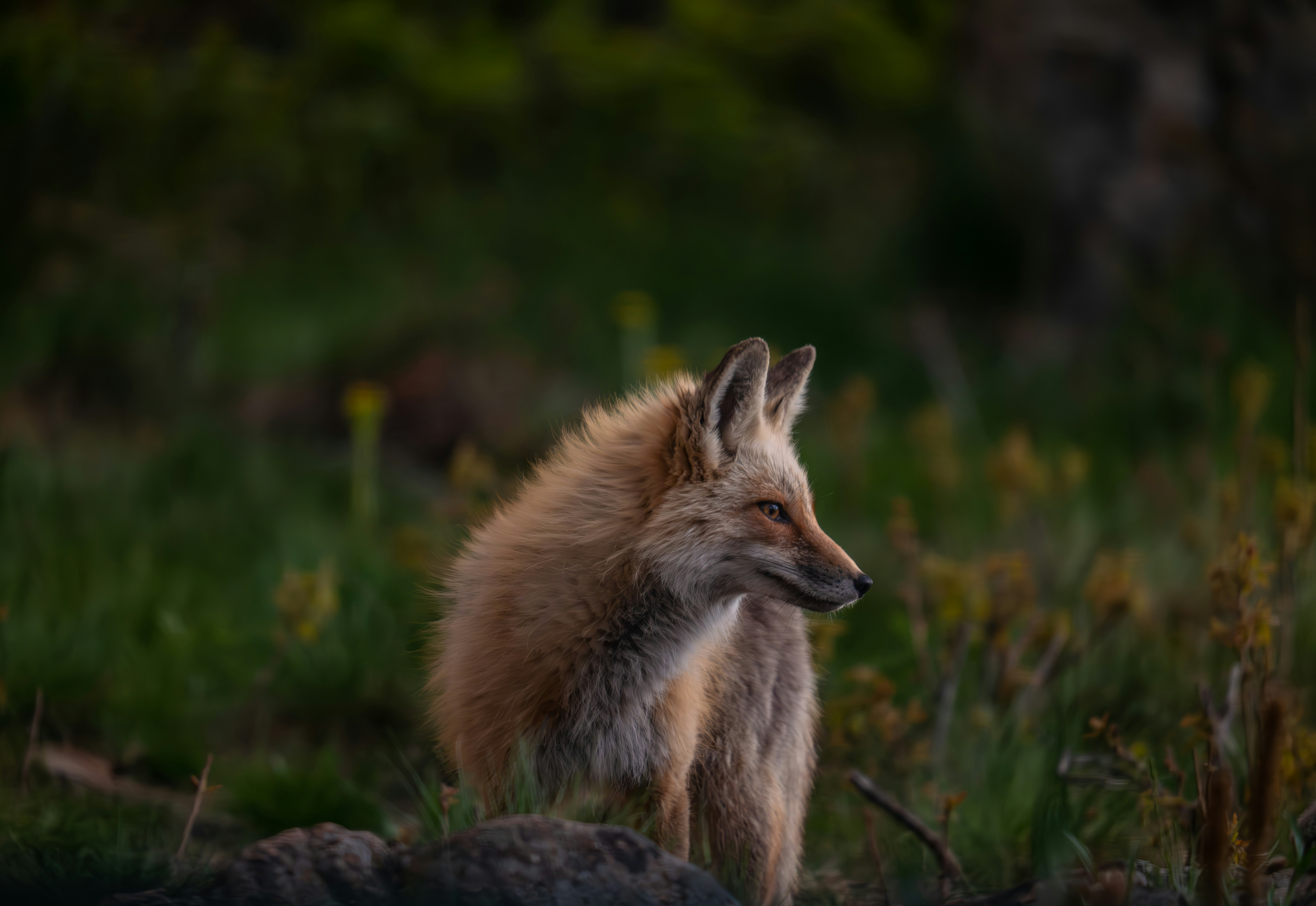 Red fox gazes to the right in a sunlit meadow, with soft bokeh and tall grasses.
