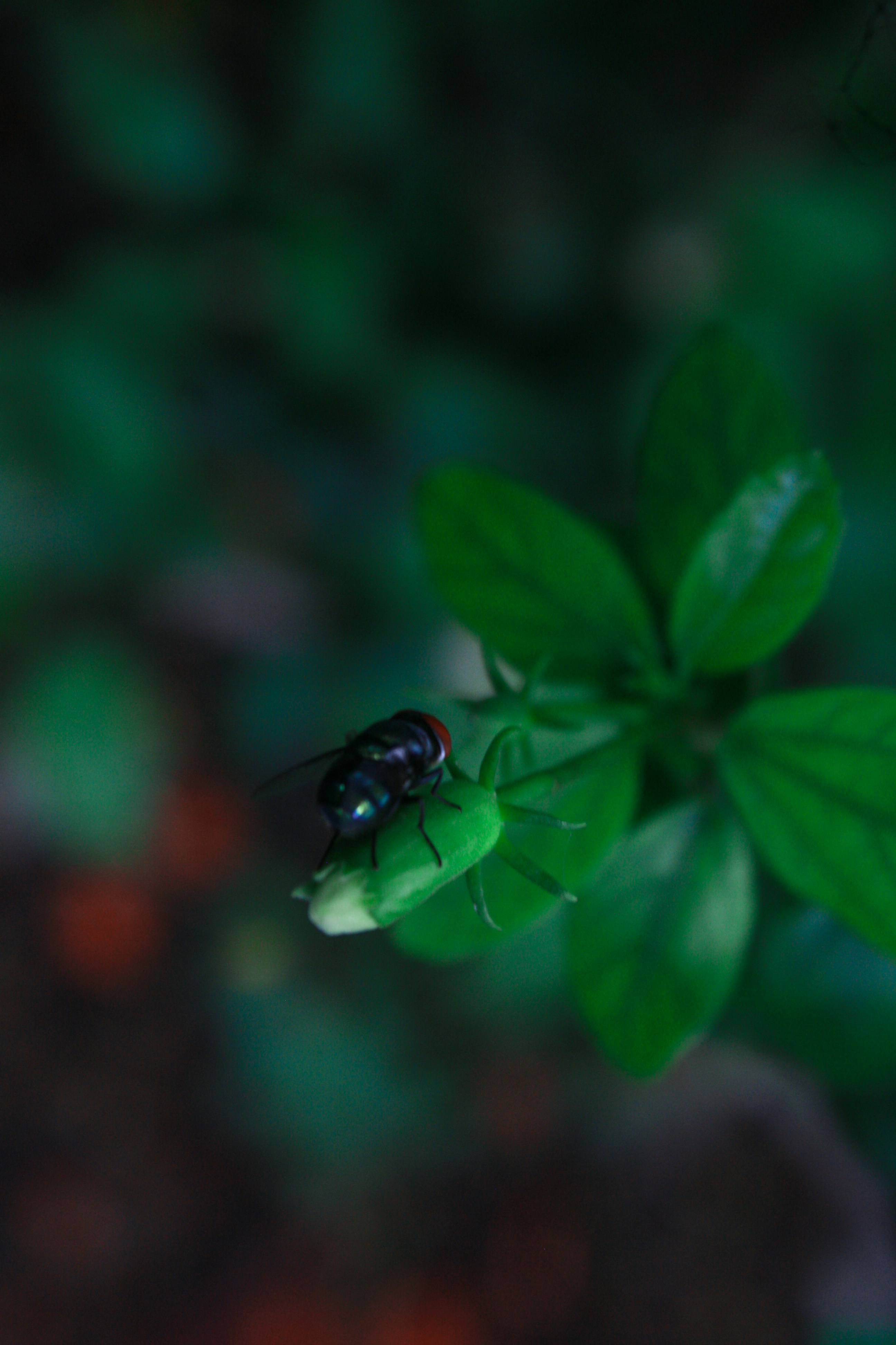  Verdant Sentinel: Close-Up on a Hoverfly on a Leaf