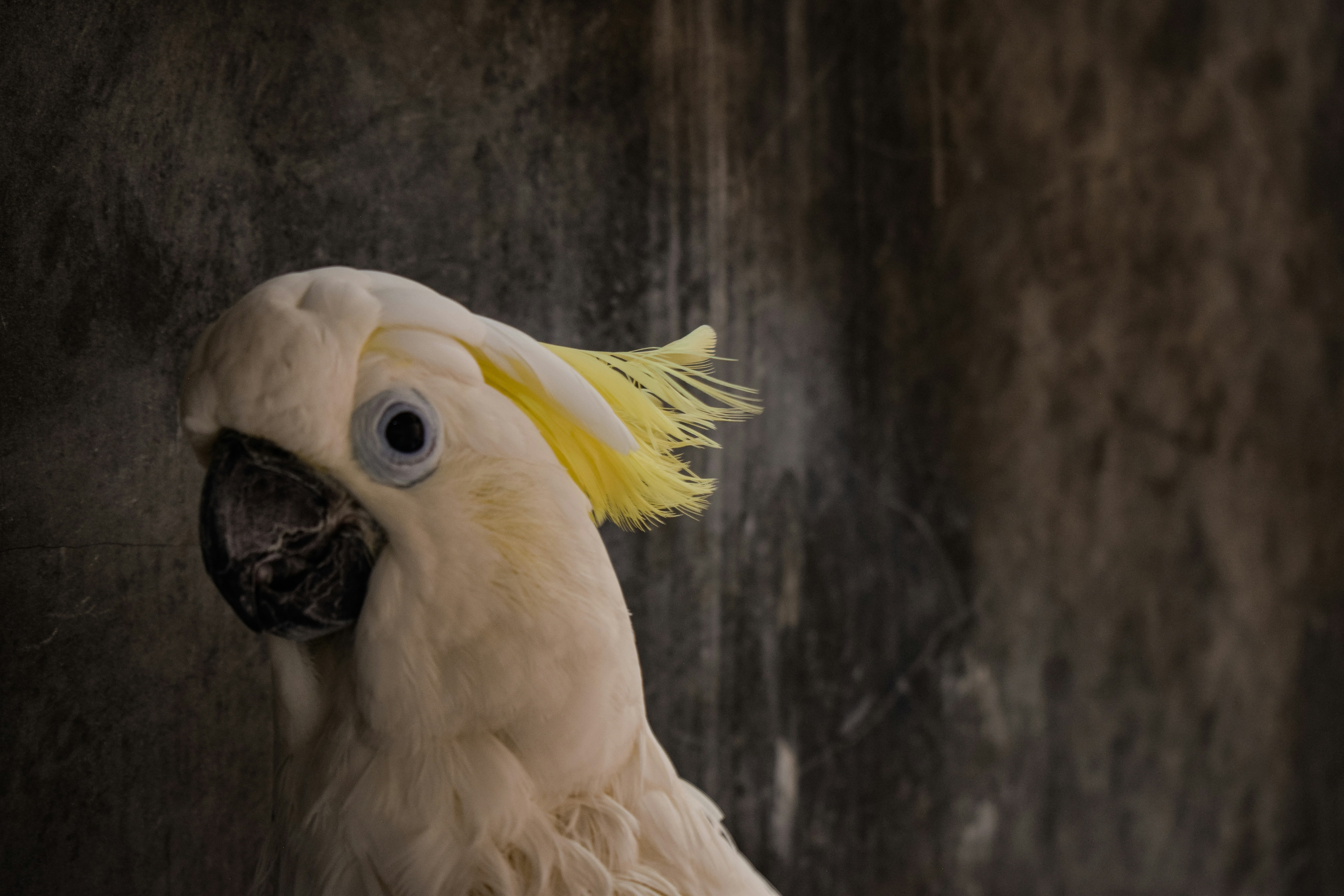 White cockatoo with a yellow crest against a textured, dark background.