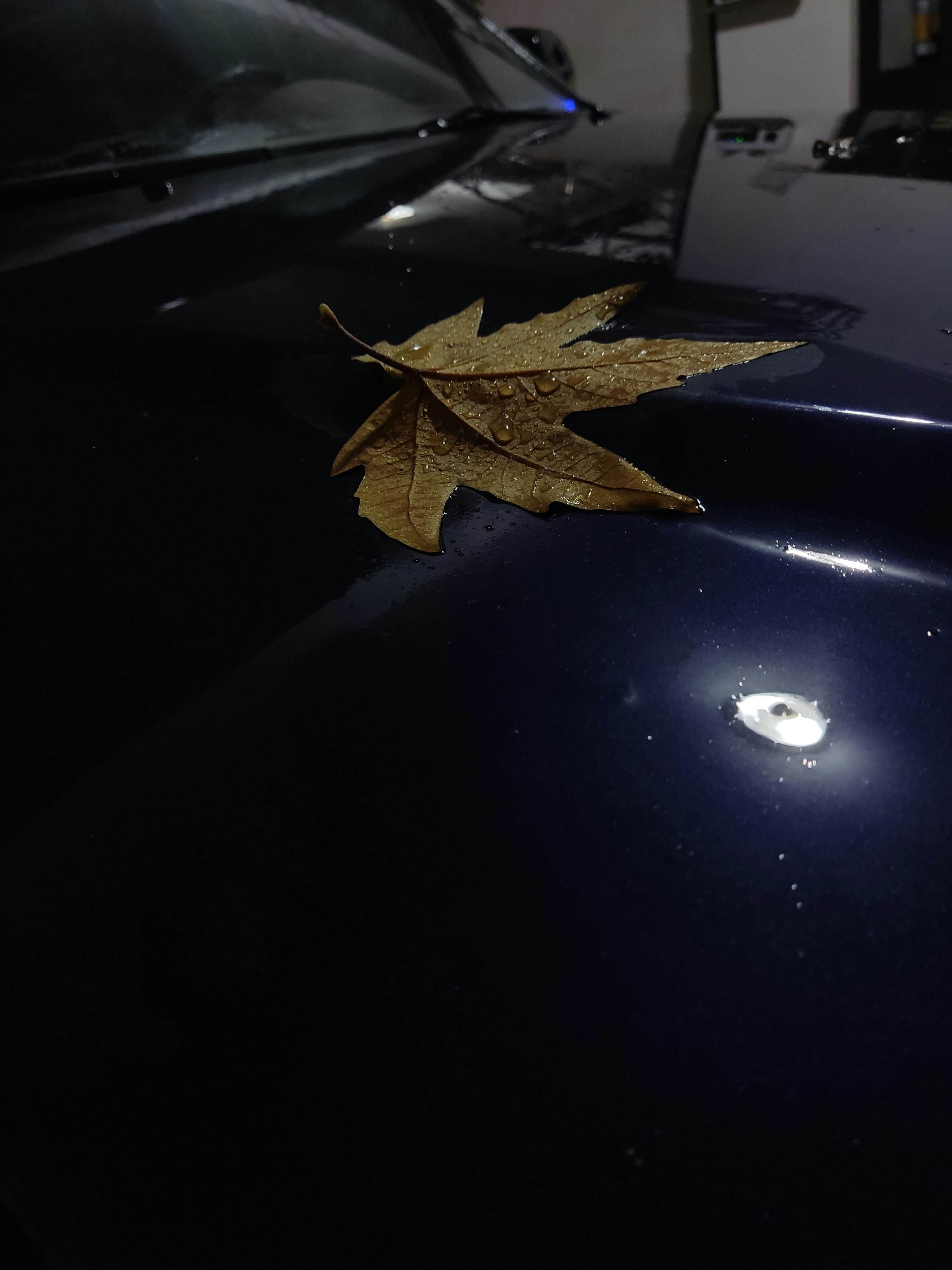 Moonlit Maple on a Silent Car Hood