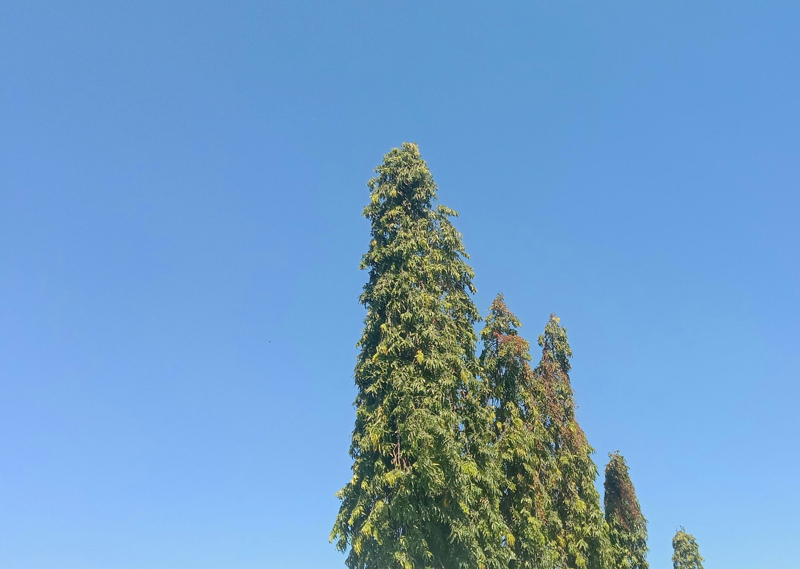 Tall evergreen trees rise toward a pristine cerulean sky in a minimalist landscape photograph. The composition emphasizes verticality and expansive negative space.