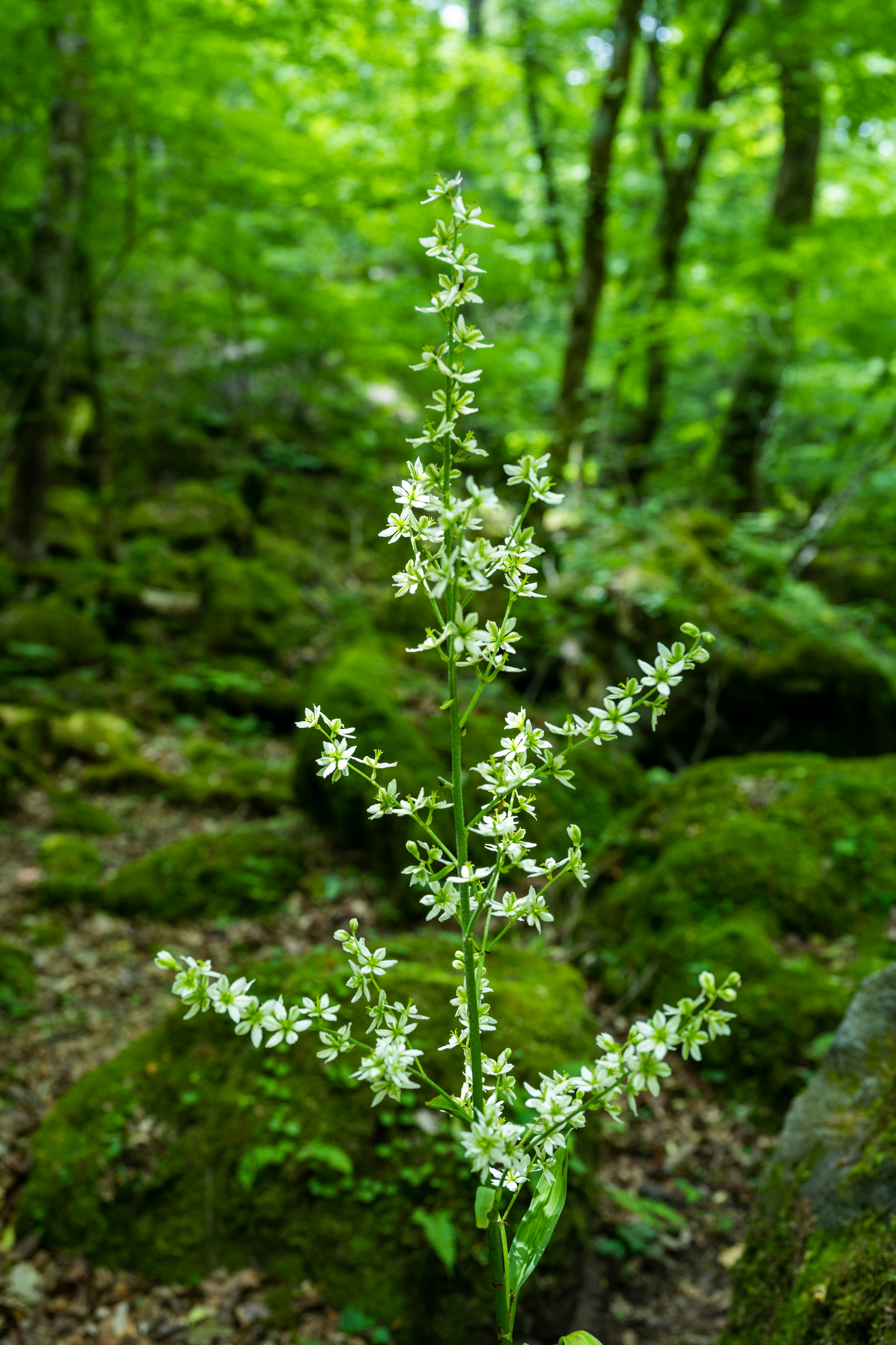 Luminous Wildflower Crown Reaching Toward the Canopy