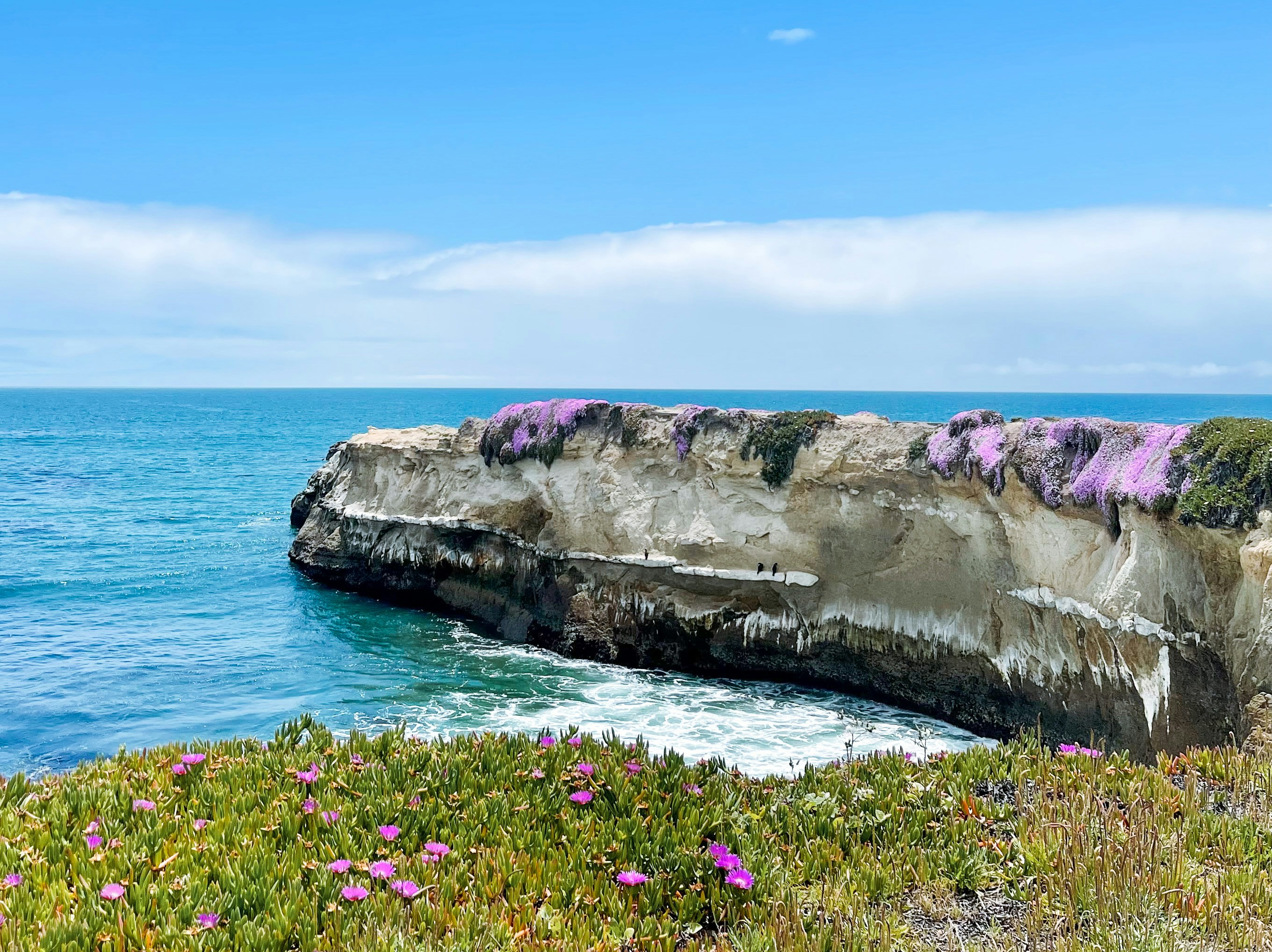 a rocky cliff with purple flowers growing on it