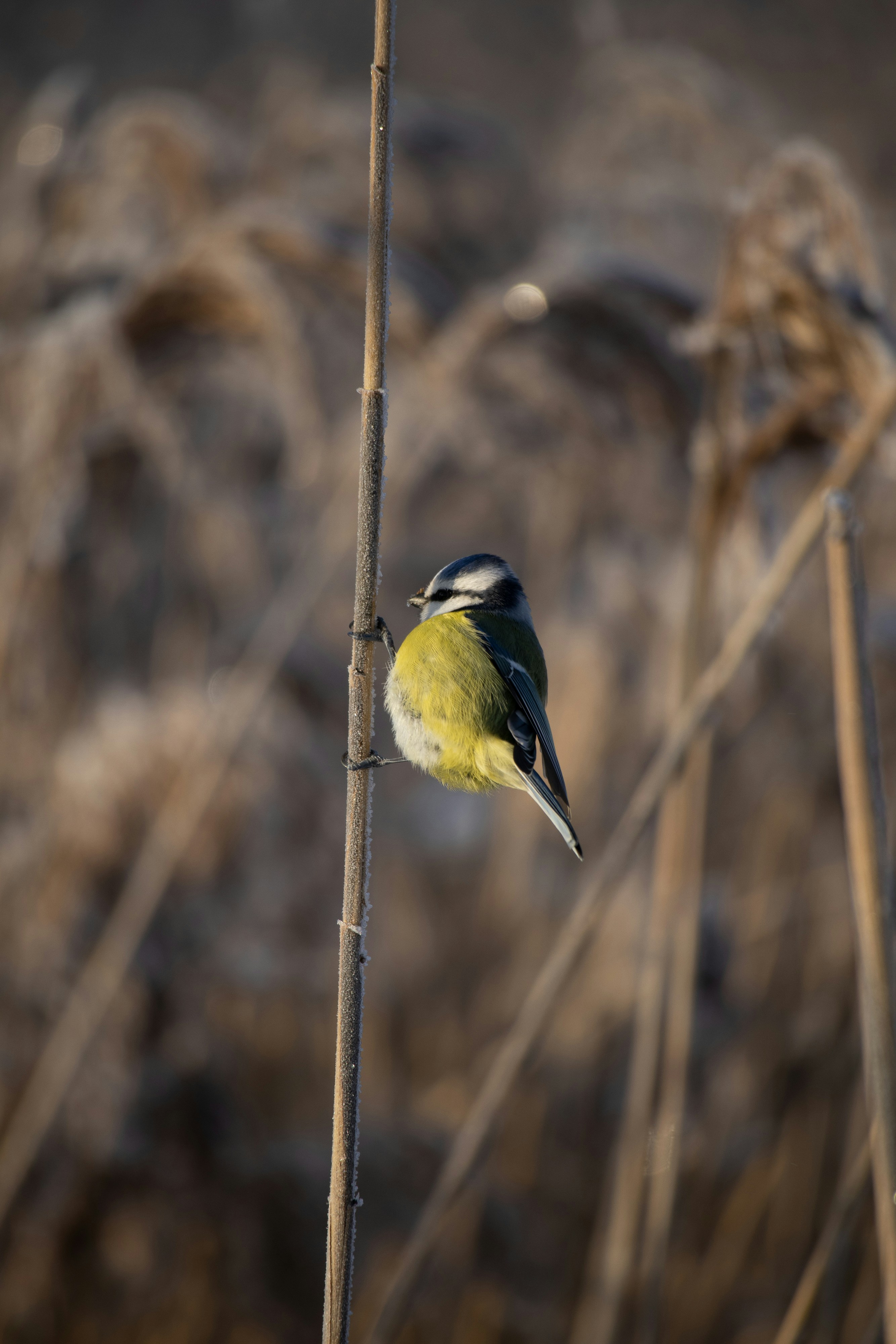 Beautiful tit on stick