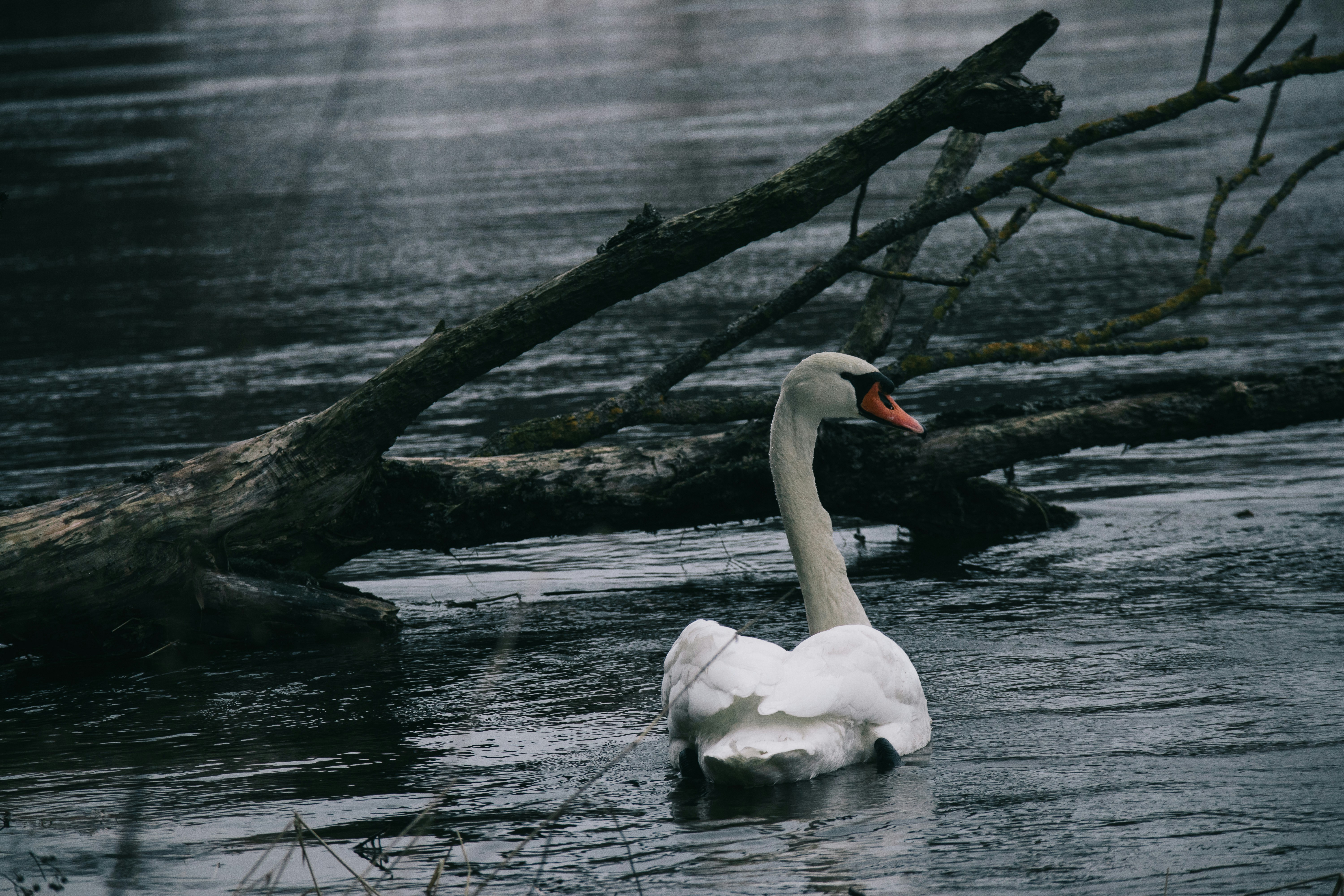 Mid-river hush: a mute swan under weathered branches