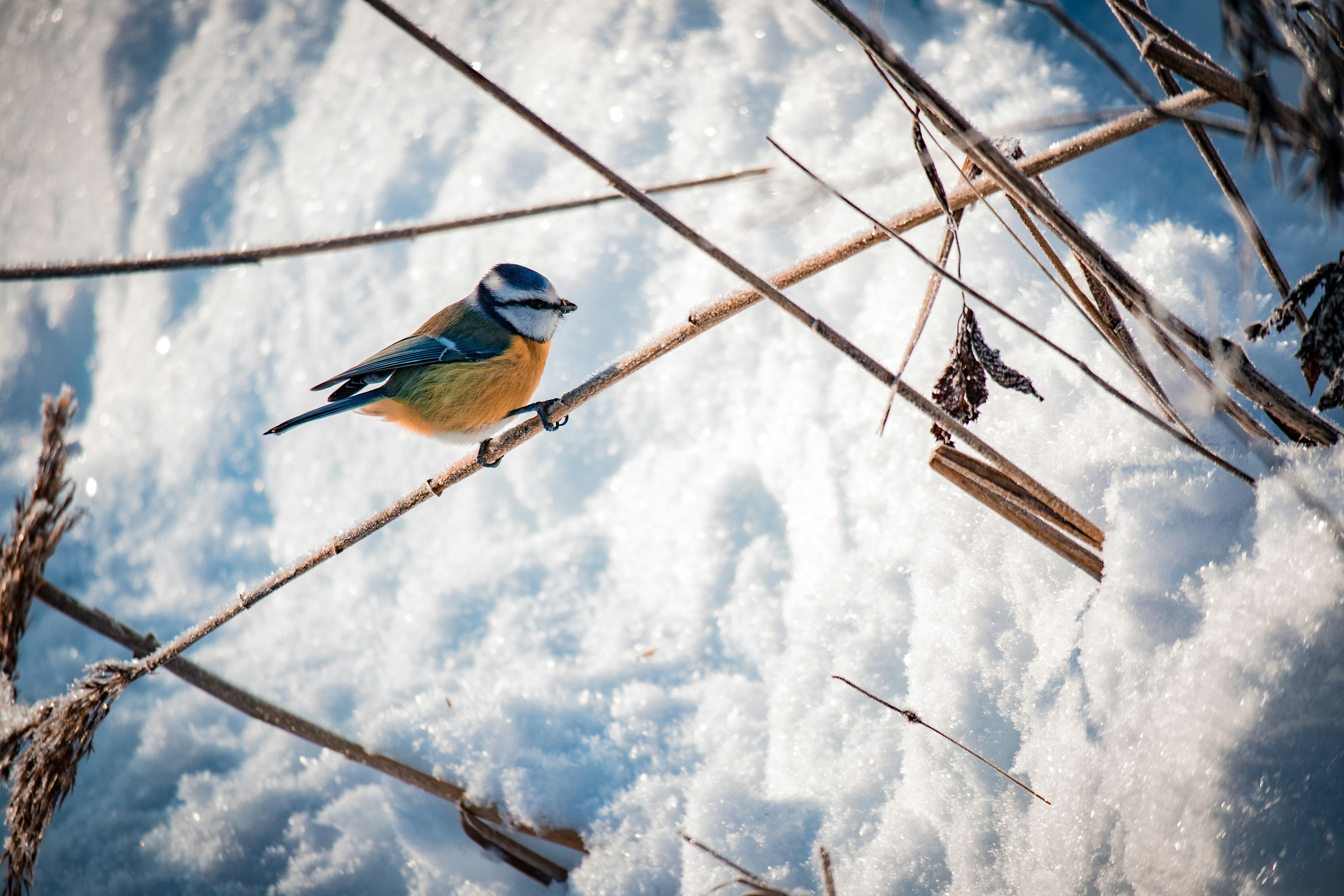 Blue Tit on a Frosted Twig: a Quiet Winter Moment