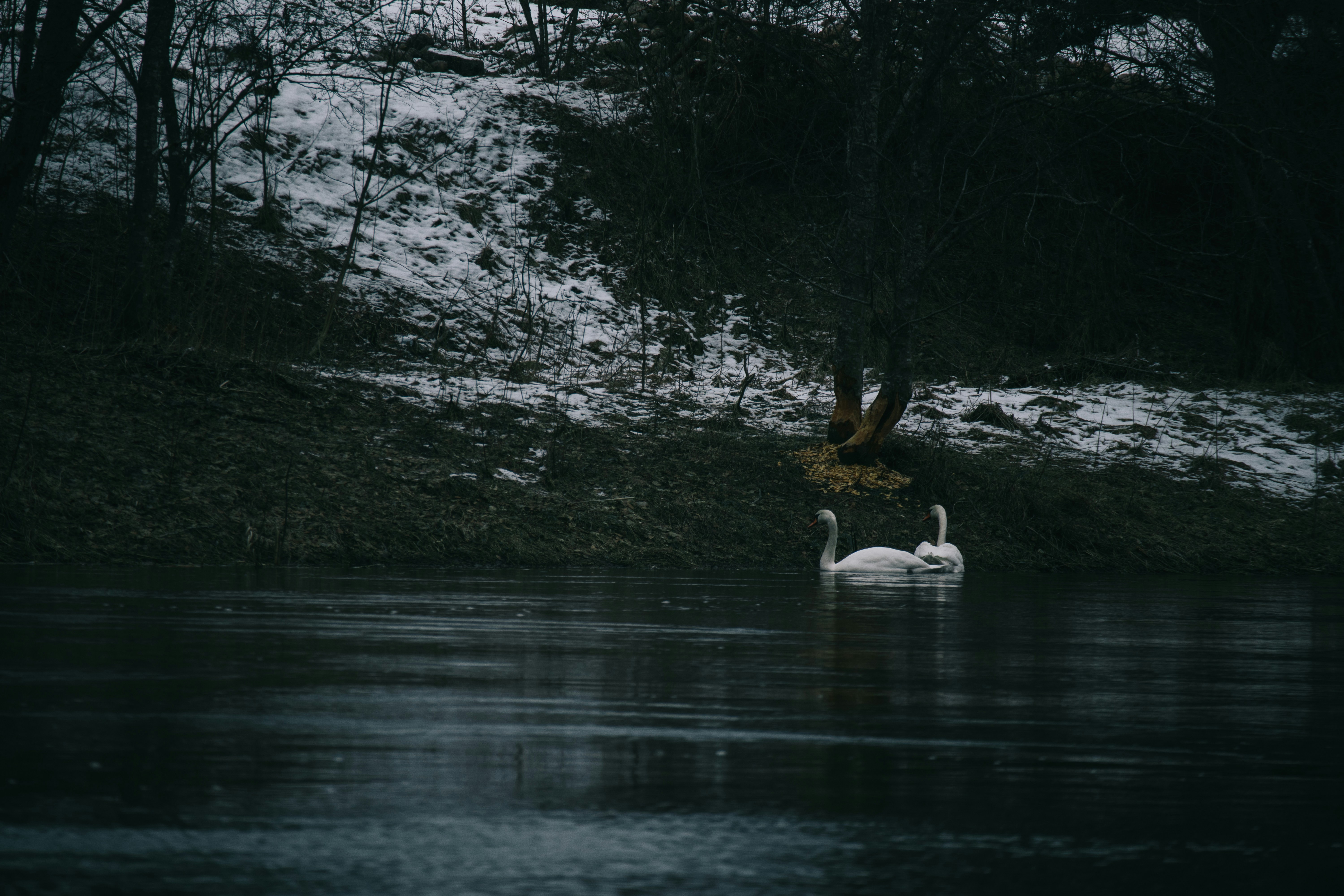 Twinned Swan at the Edge of a Winter Lake