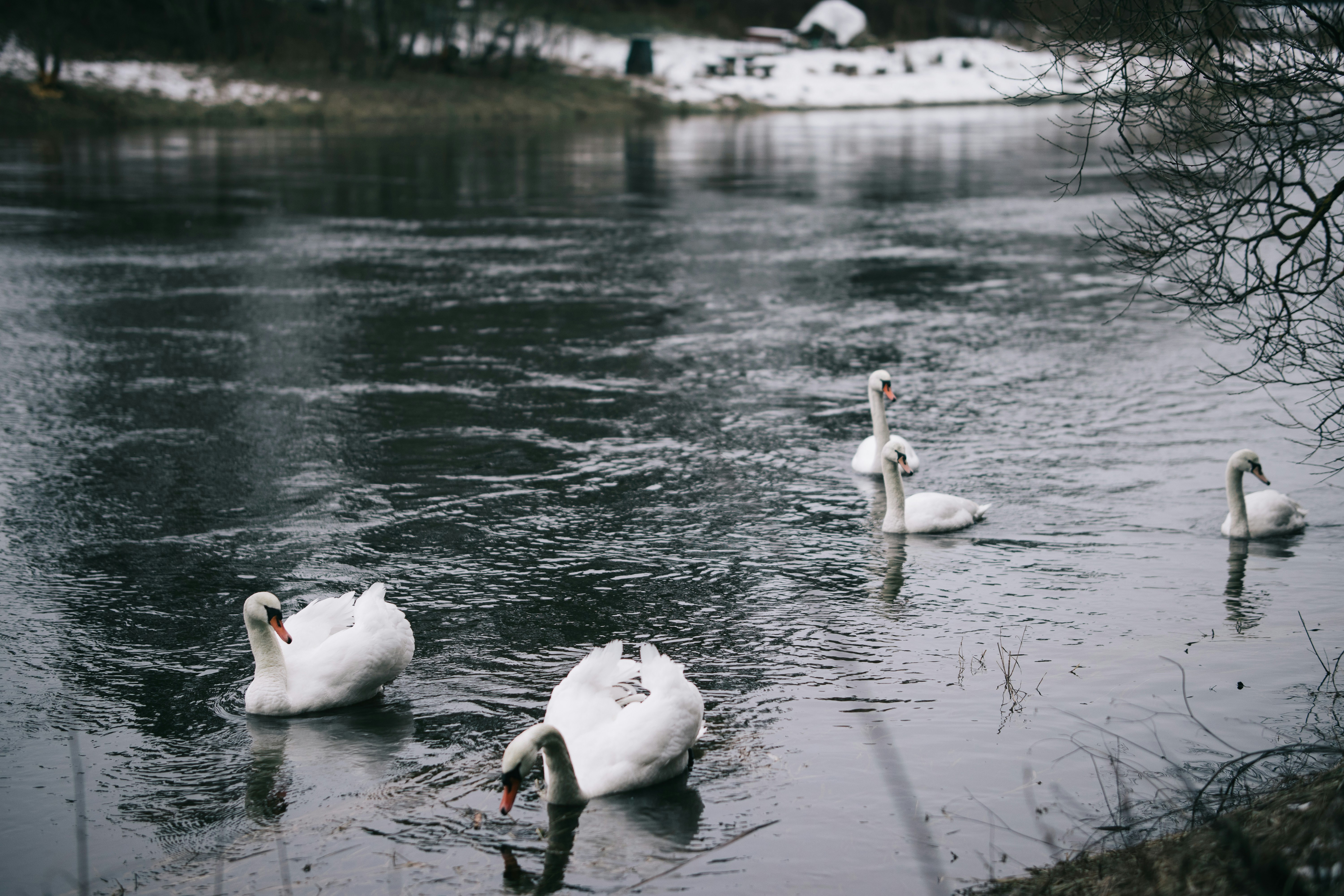 Snowlit River: A Quiet Swan Procession in Winter Light