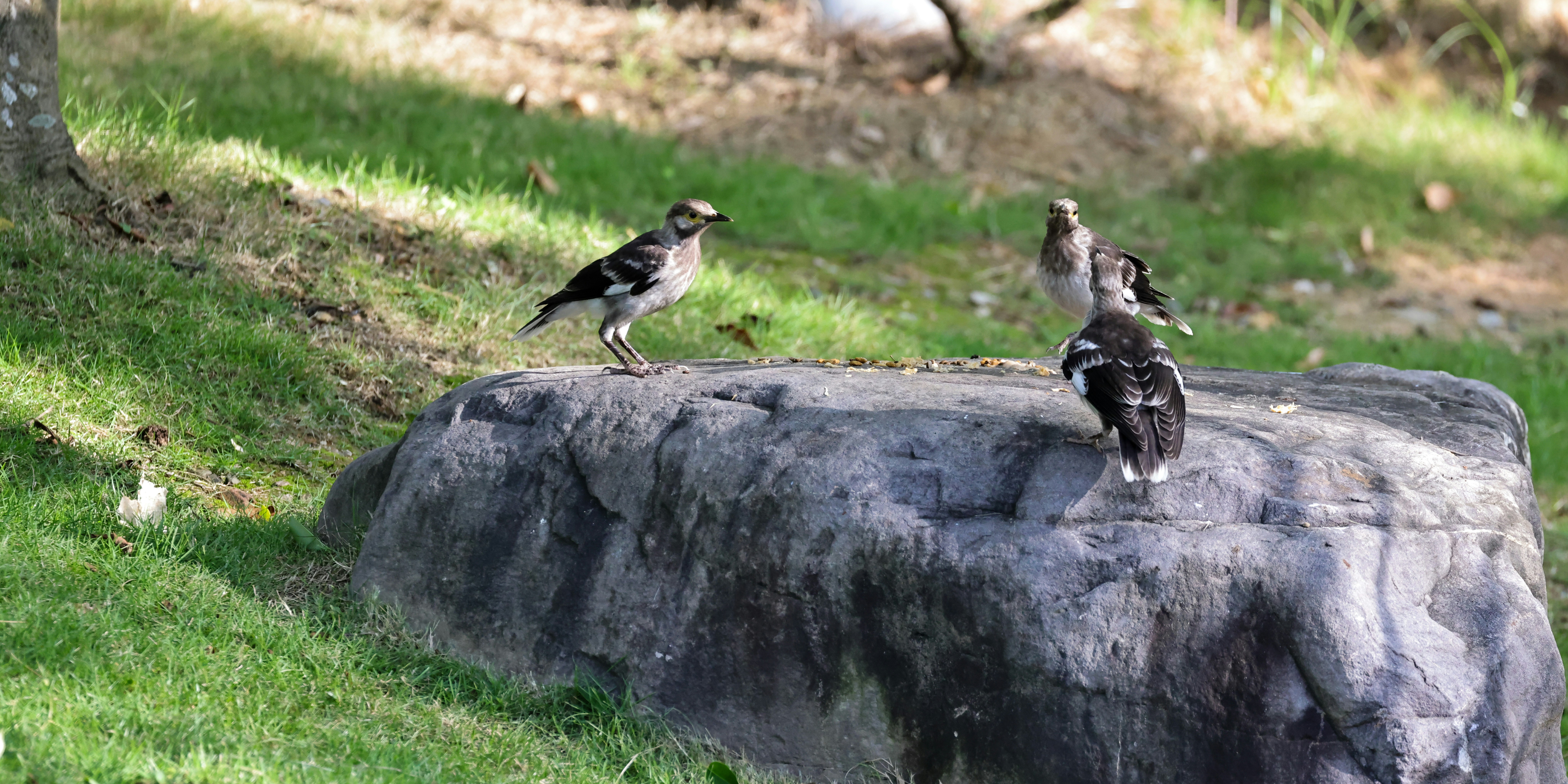 A Tiny Chorus on a Sunlit Park Rock