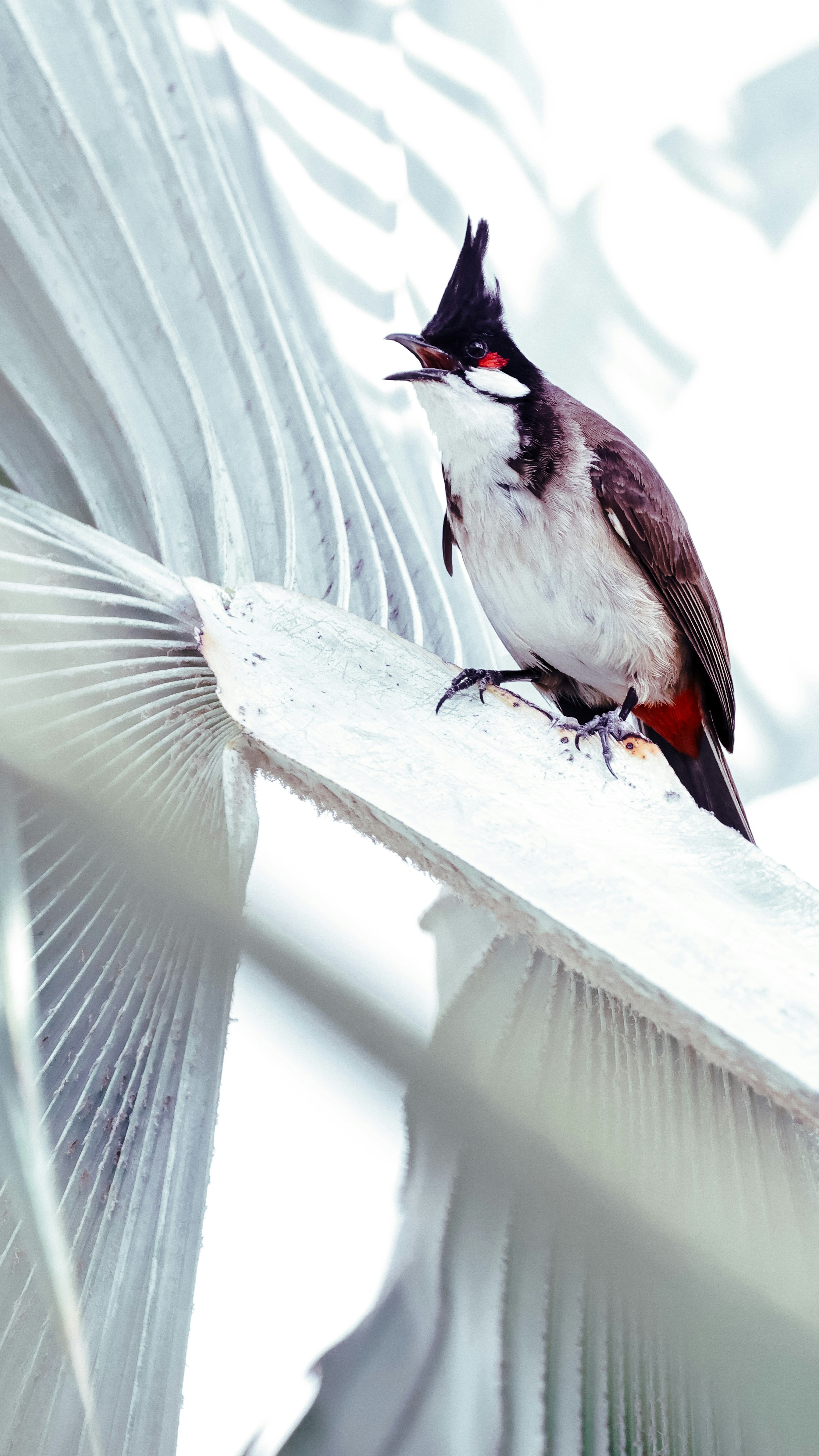 Crested Watercolor: A vigilant bird on a frosted ledge