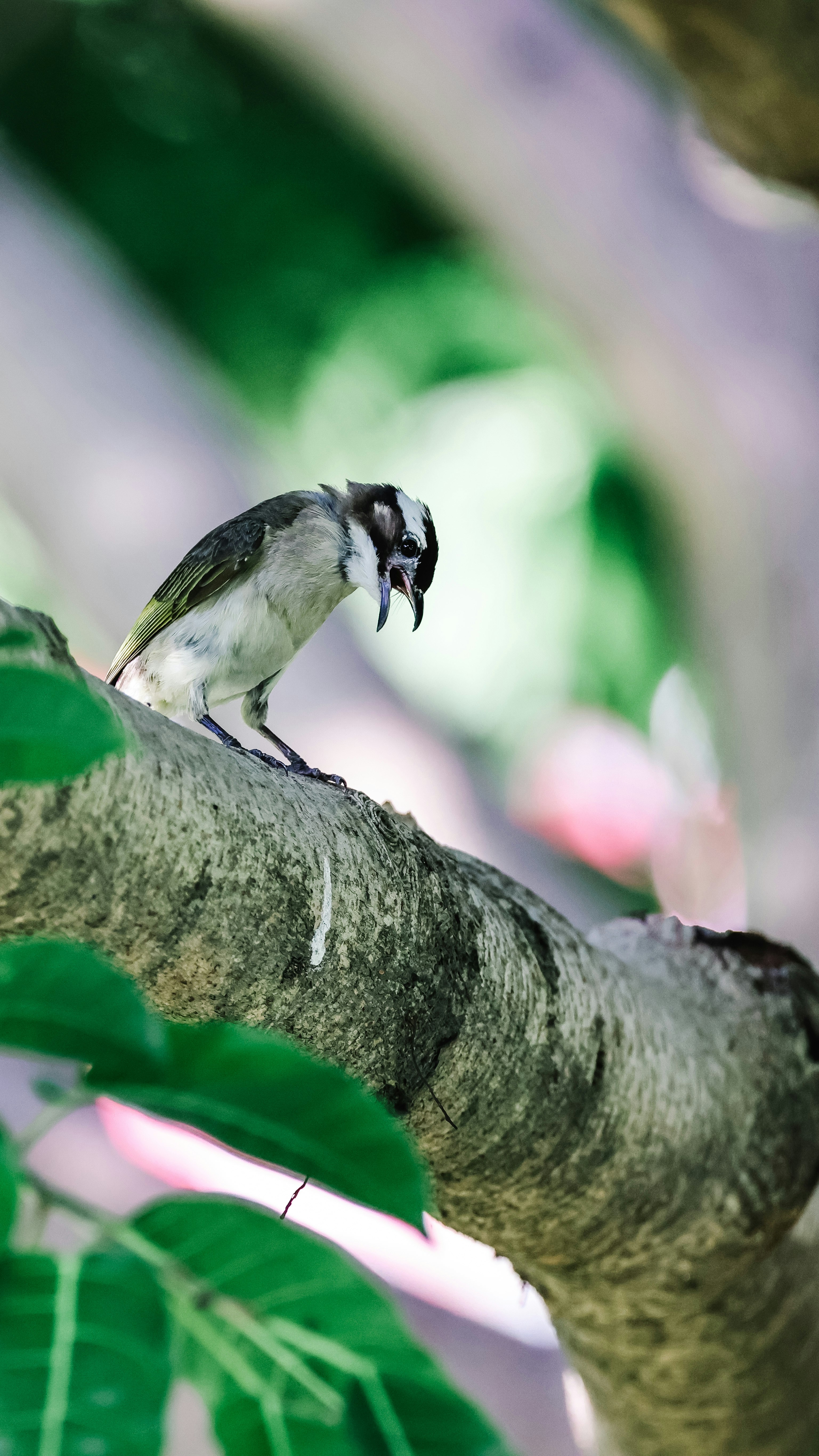 Tiny King on a Branch: A Bird with a Beak Full of Echoes