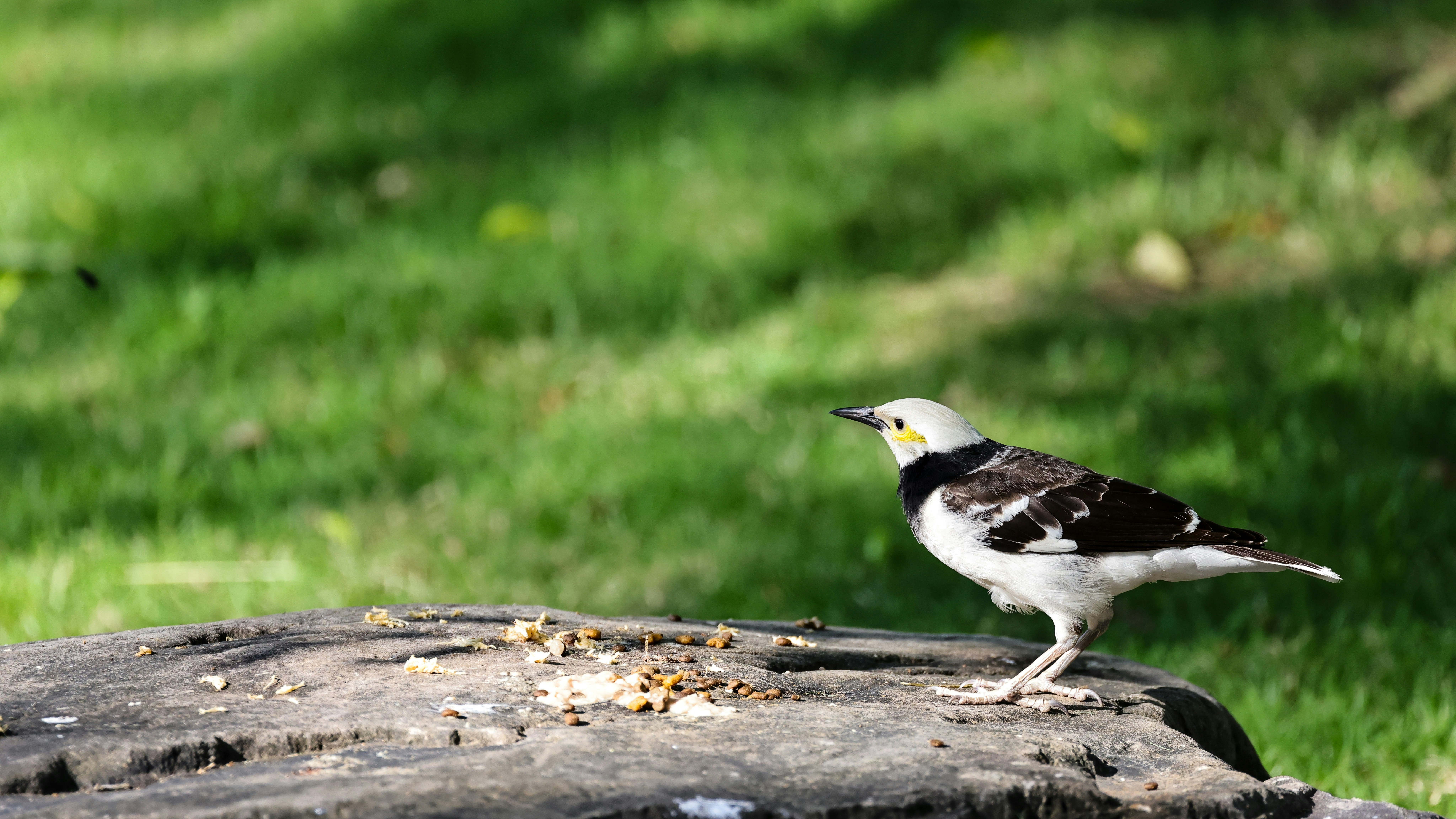 White-black perched bird on sunlit log in a grassy park