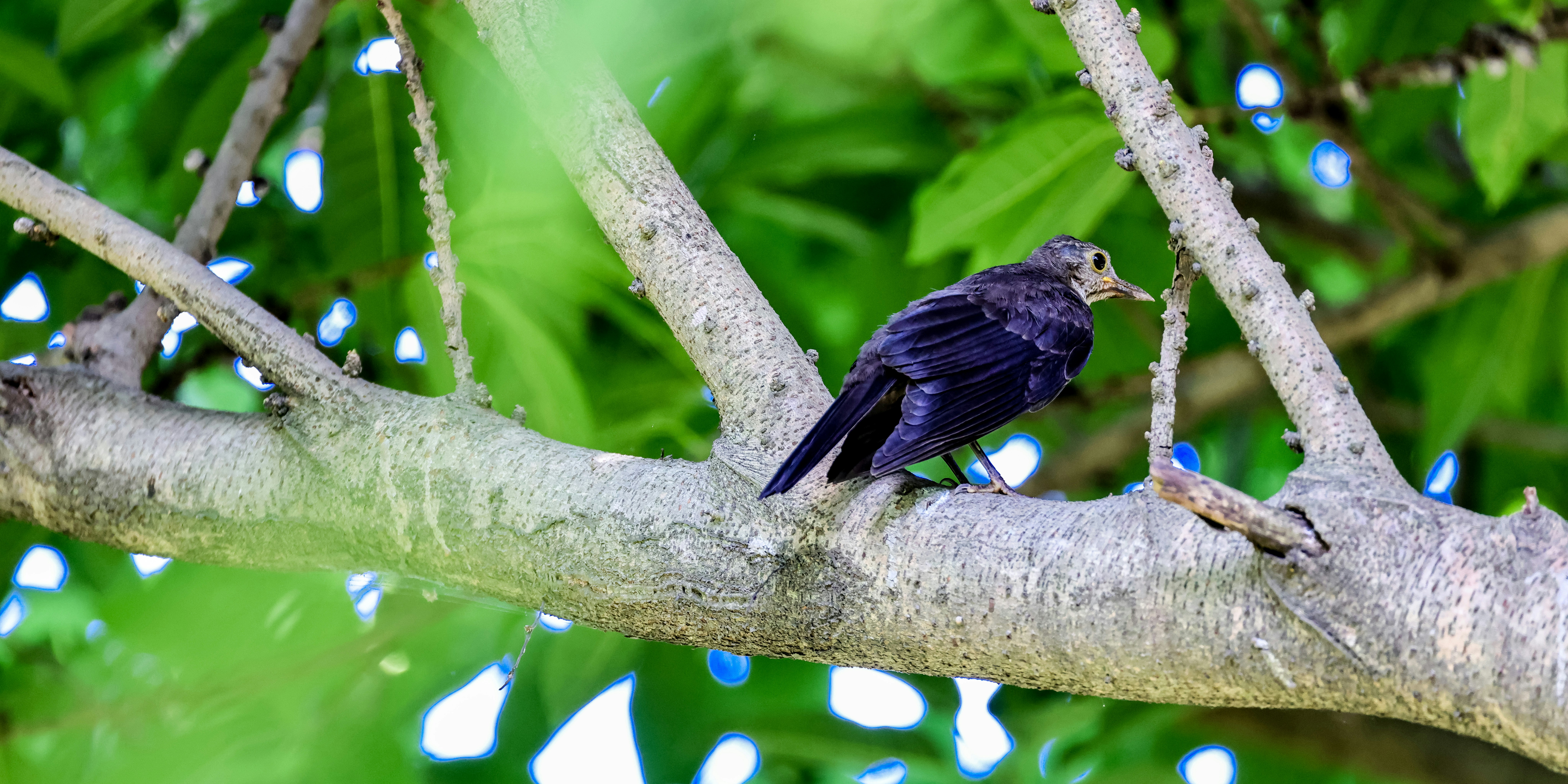 Shadowed Perch: A lone dark bird amid a jade-green canopy.