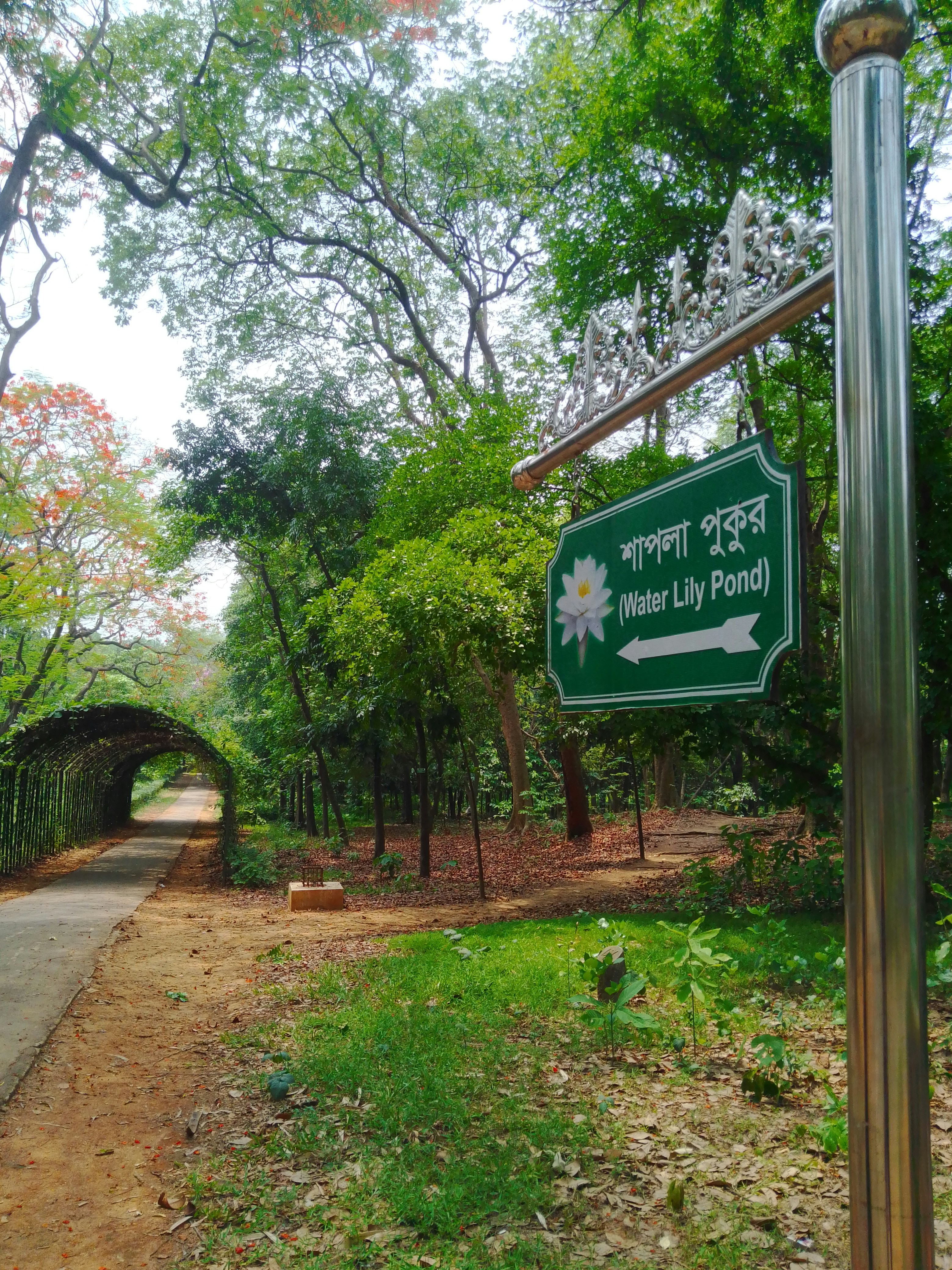 Green Tunnel to Water Lily Pond