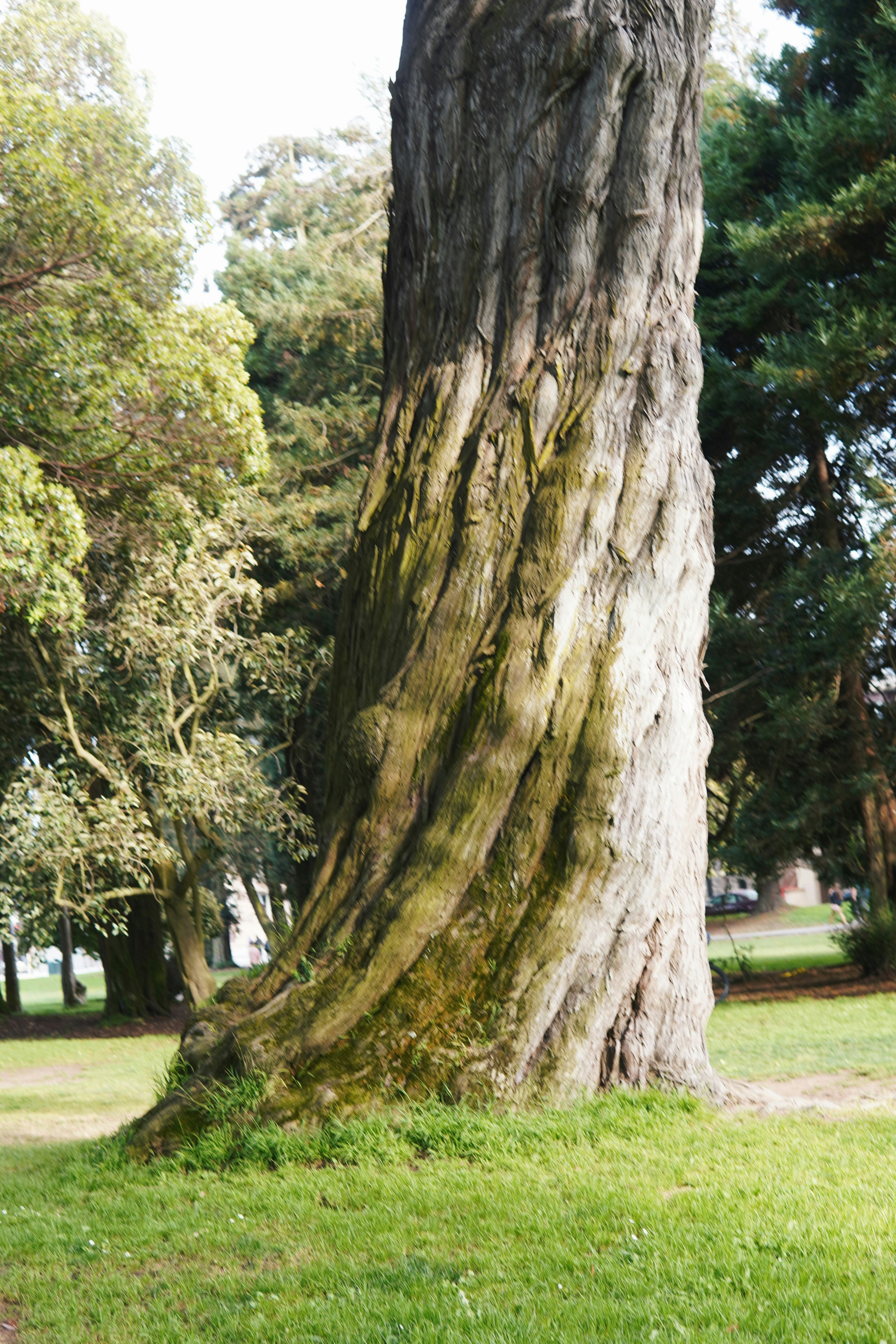 A large tree in the middle of a park photo – Free Tree trunk Image on ...
