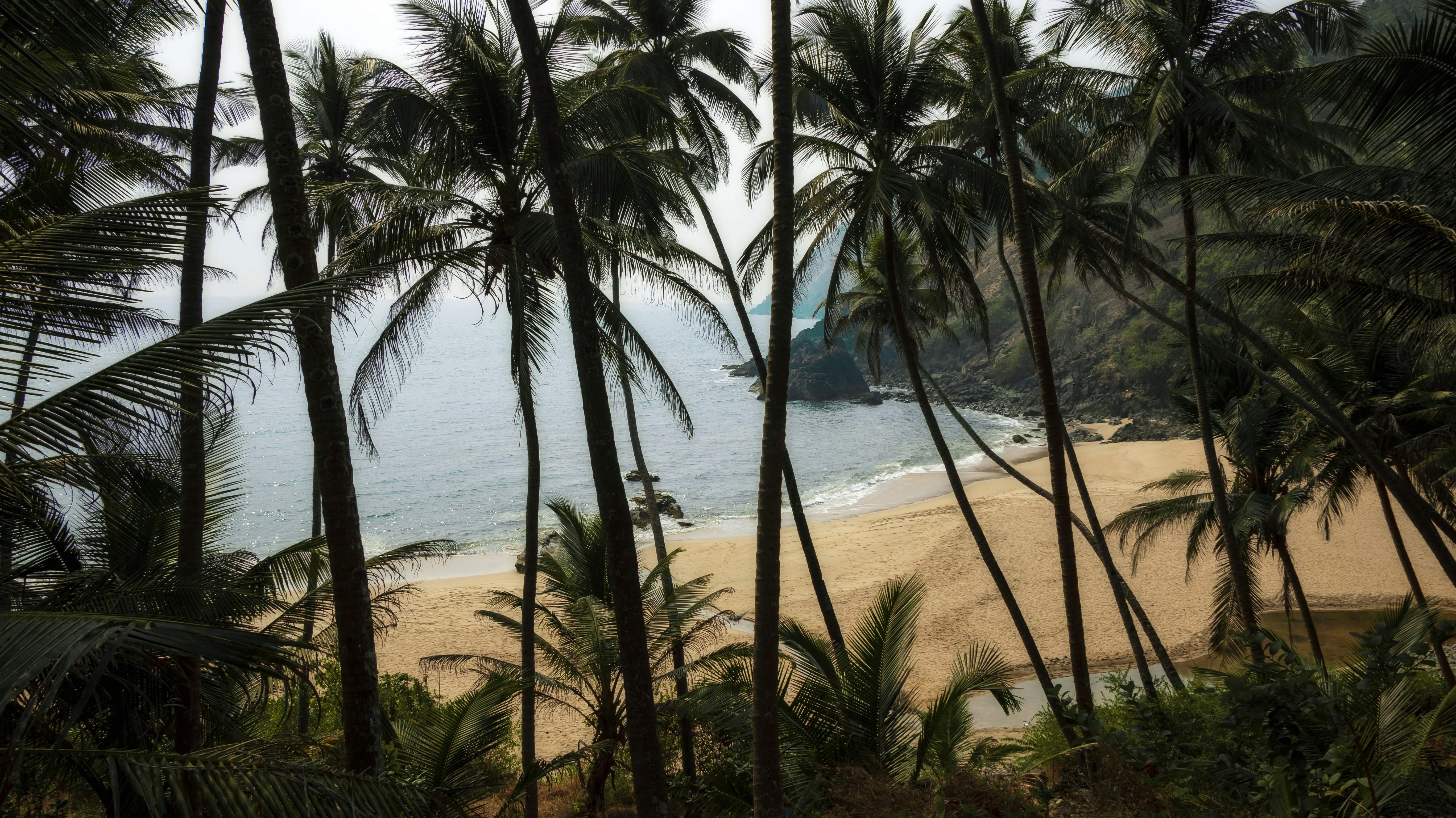 A sandy beach surrounded by palm trees on a cloudy day photo – Free ...