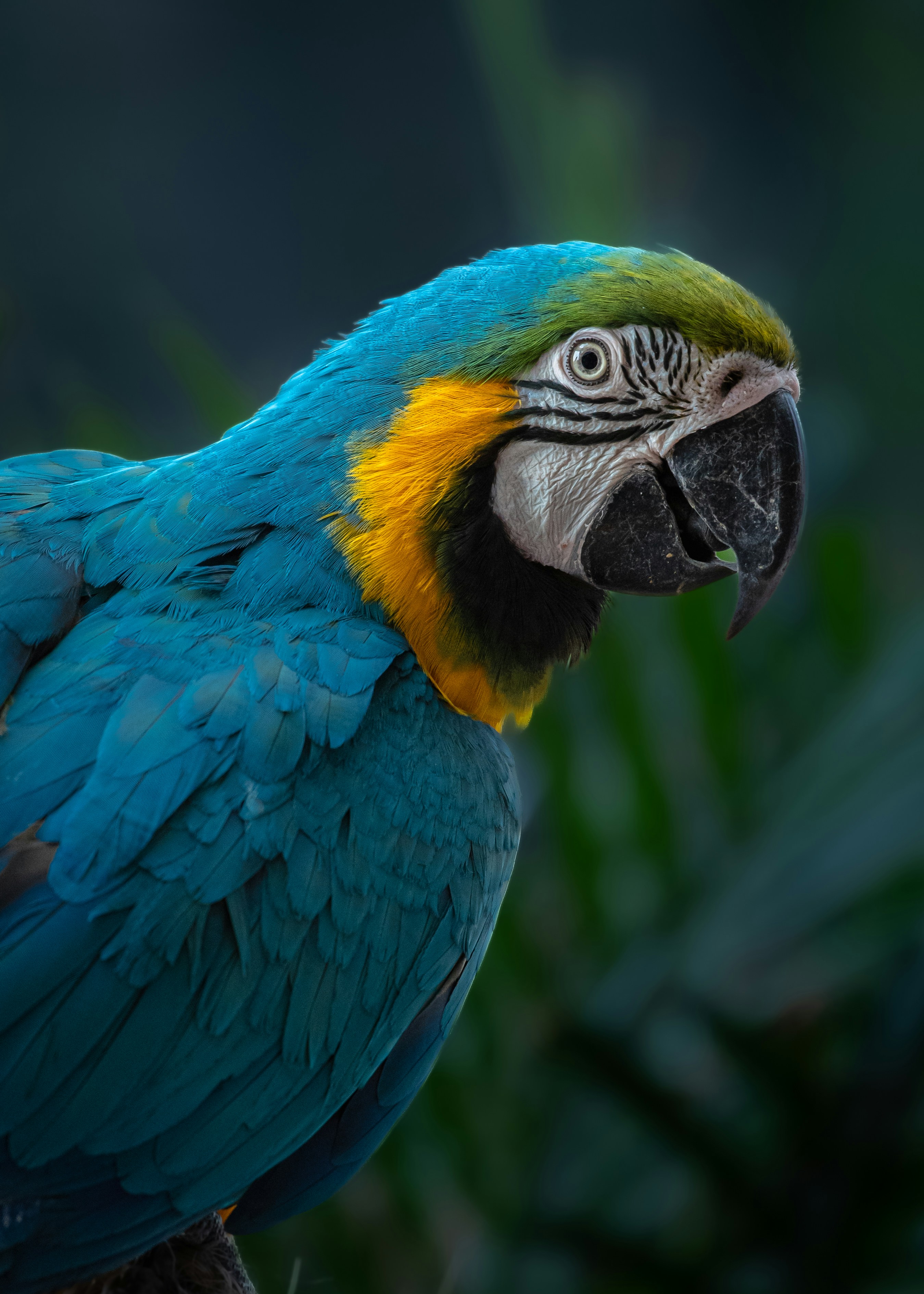 A close up of a blue and yellow parrot photo – Free Rainforest dweller ...