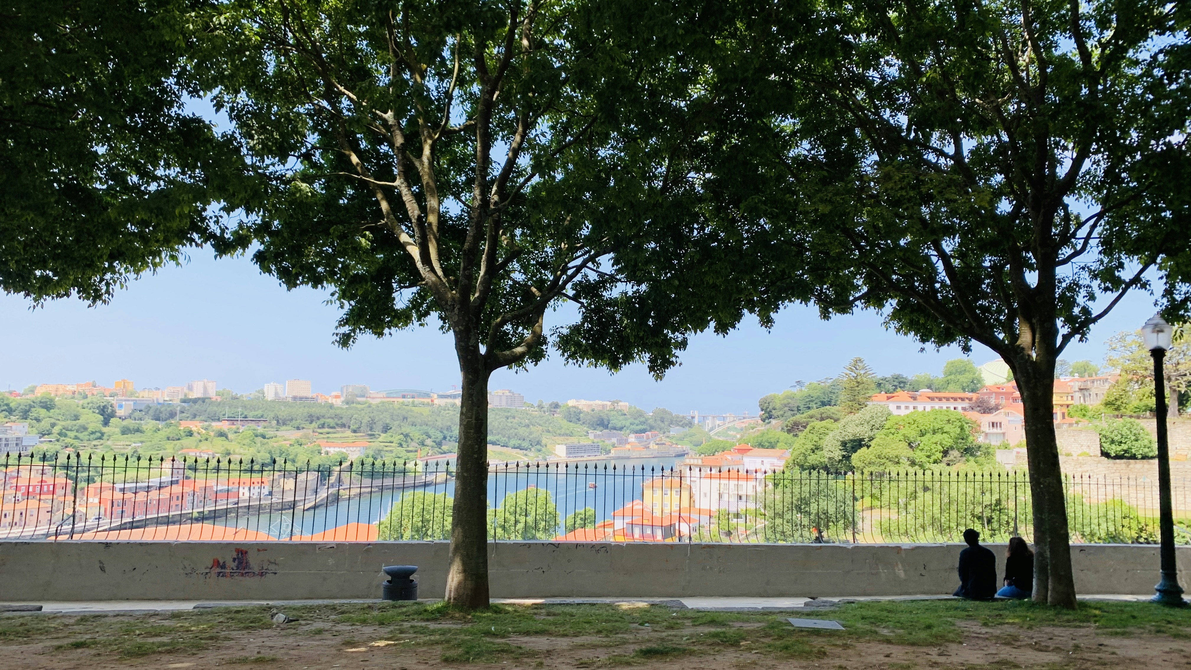 Canopy Framing a Riverside Vista with Distant Rooftops