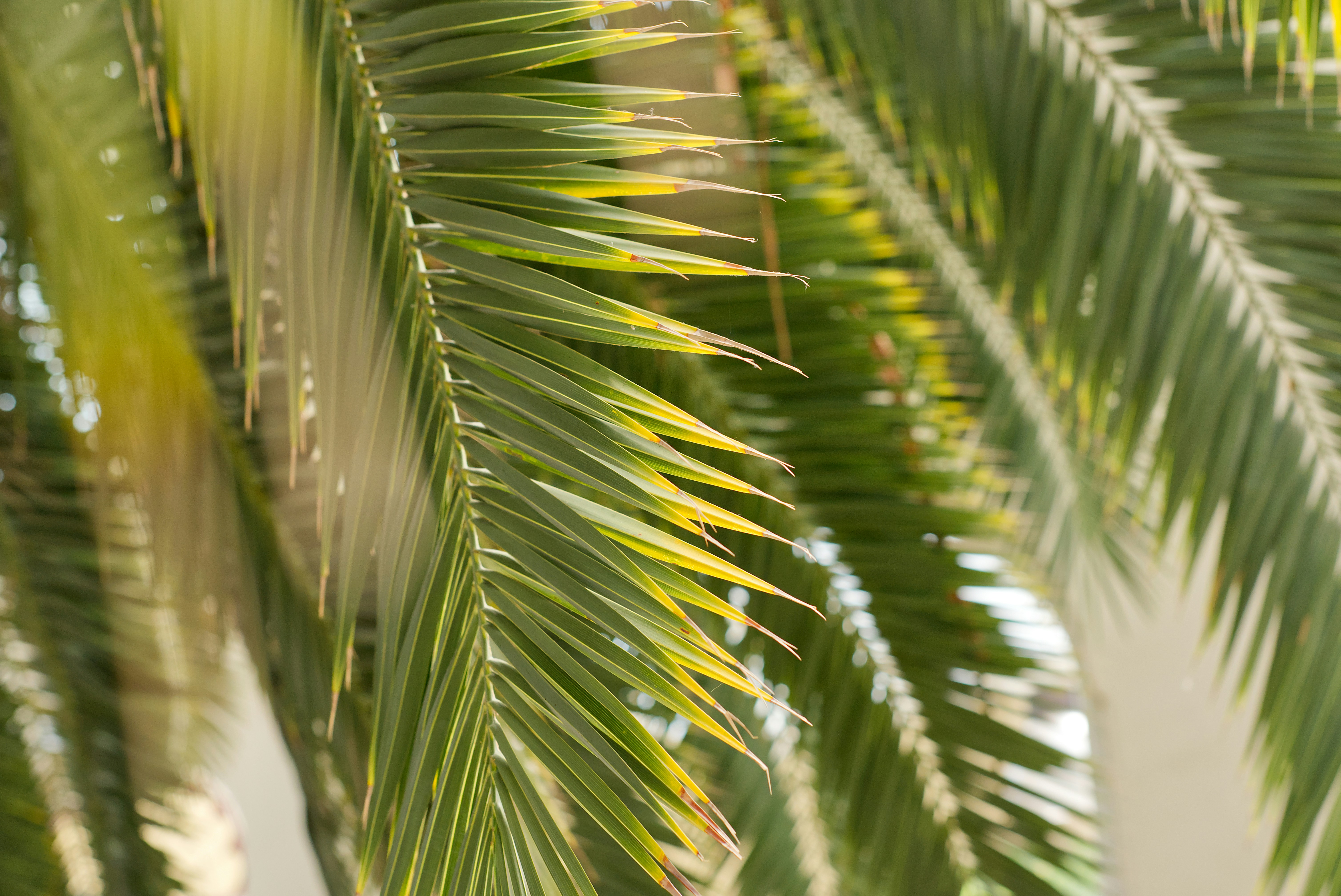 Palm tree in a winter garden