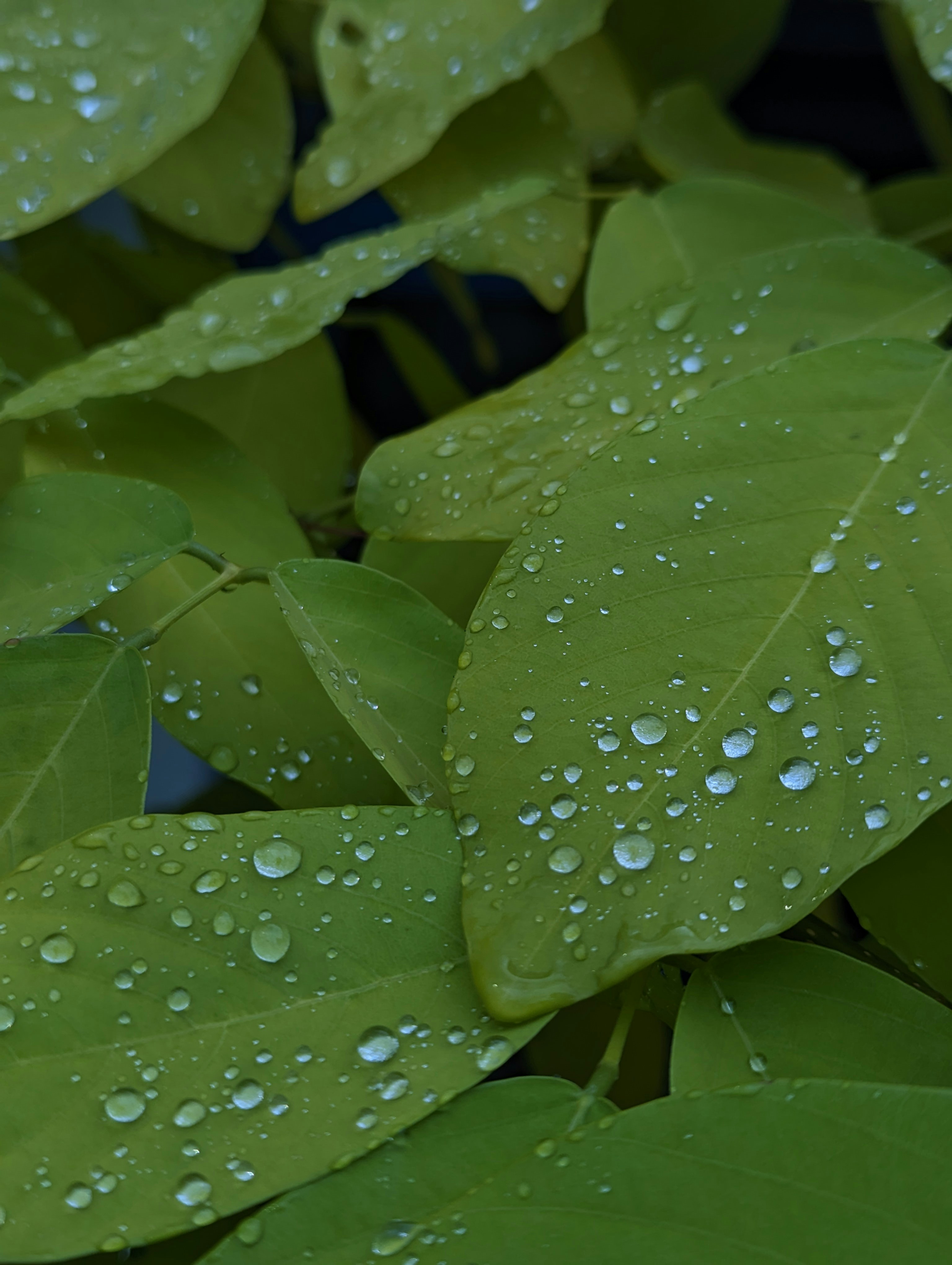 Emerald Veins Drenched in Dew: A Close-Up of Leaf Texture