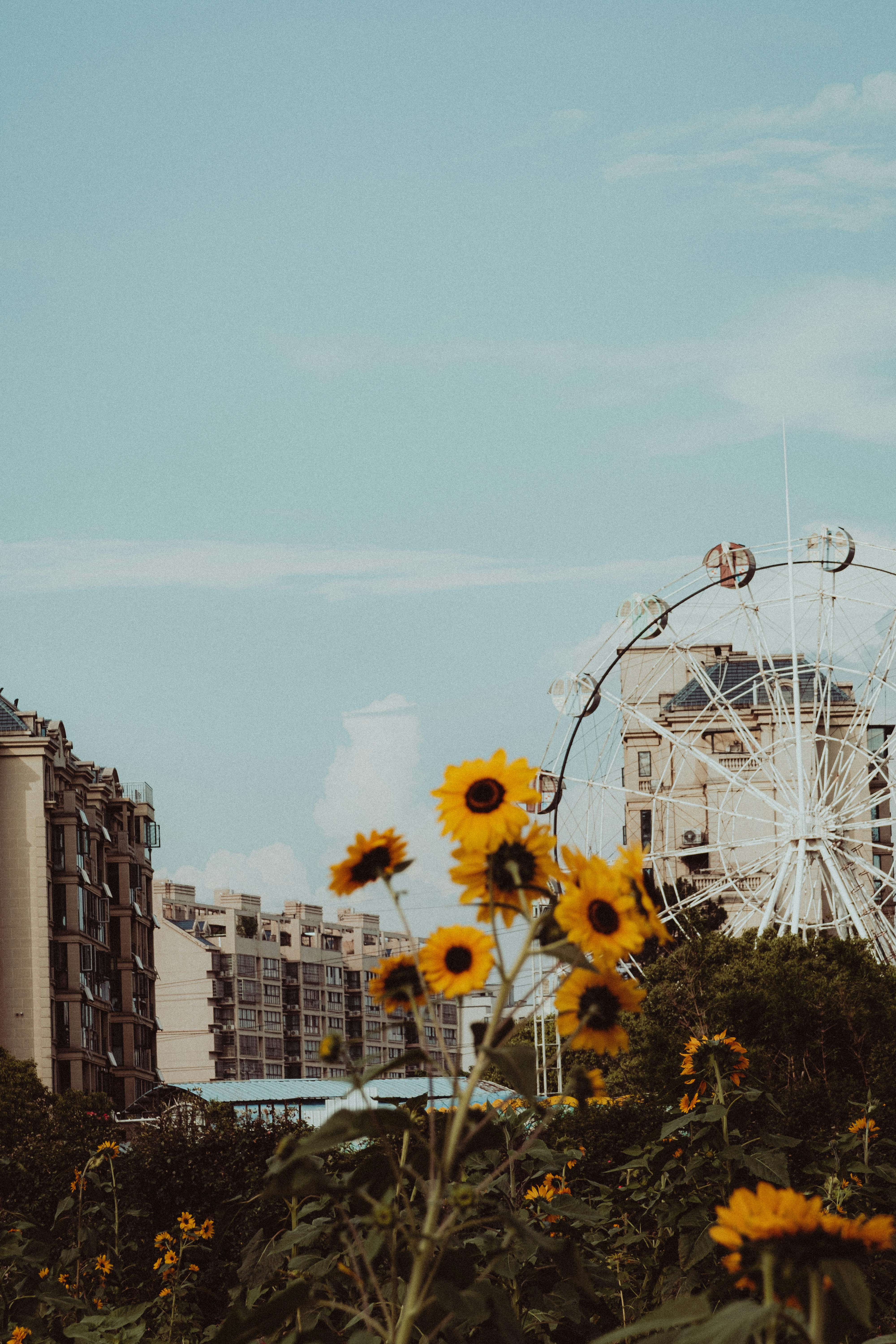 Sunflowers by the City Wheel: Bold Blooms Against Urban Light
