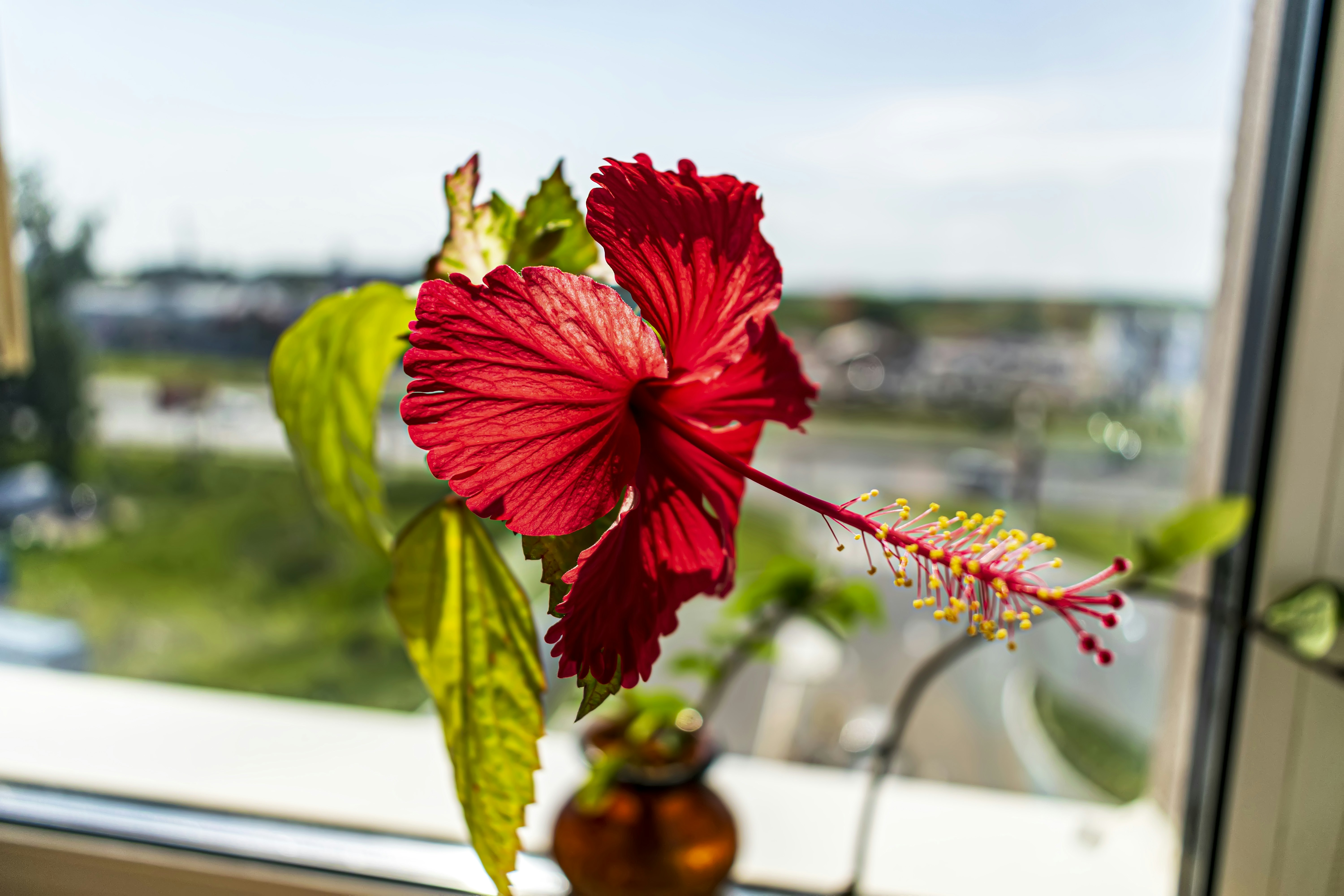 Crimson Hibiscus Reaching Toward Morning Light Through a Window