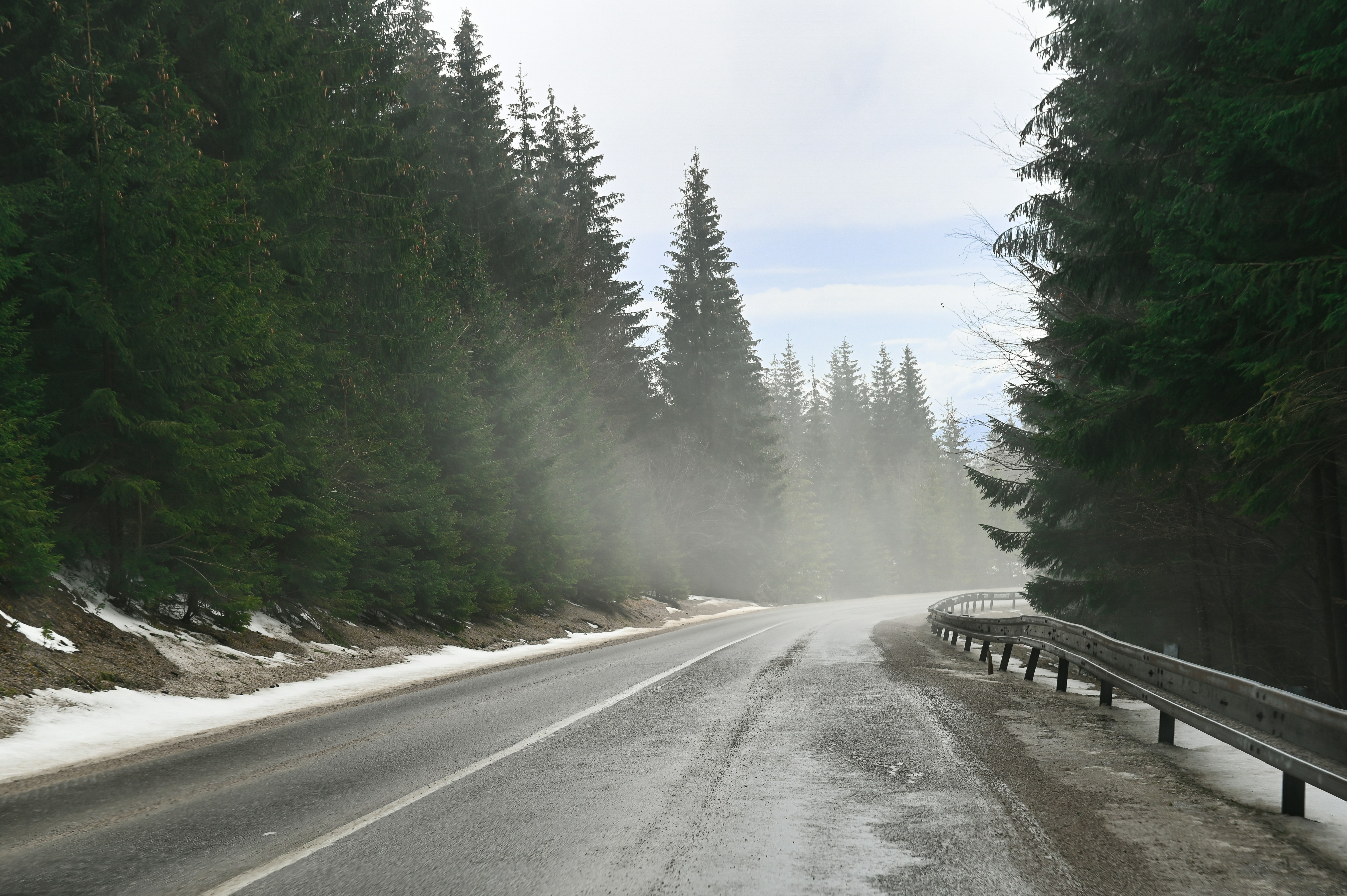 Morning Mist Bends Through a Pine-Forest Highway