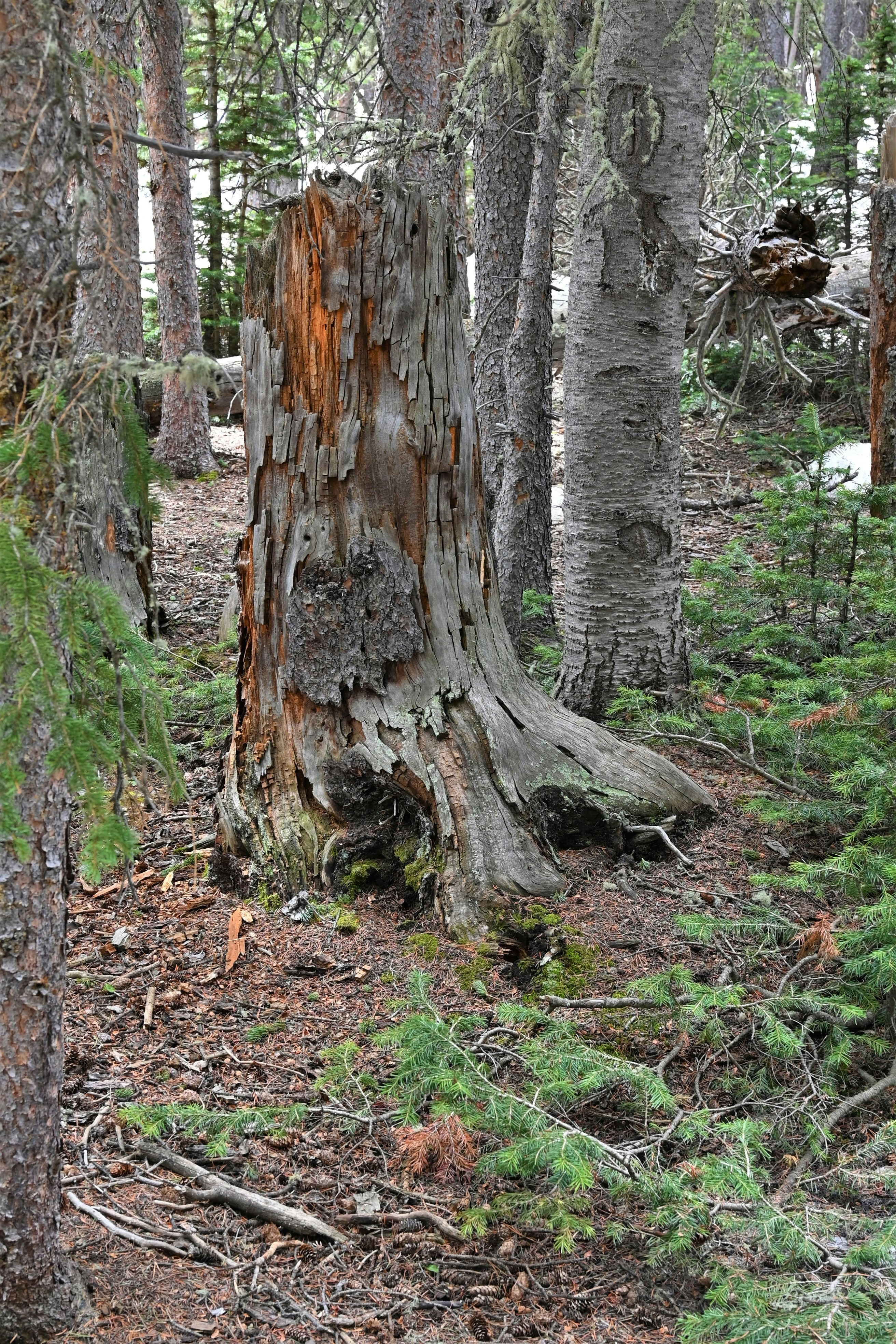 Weathered stump anchors a quiet conifer grove