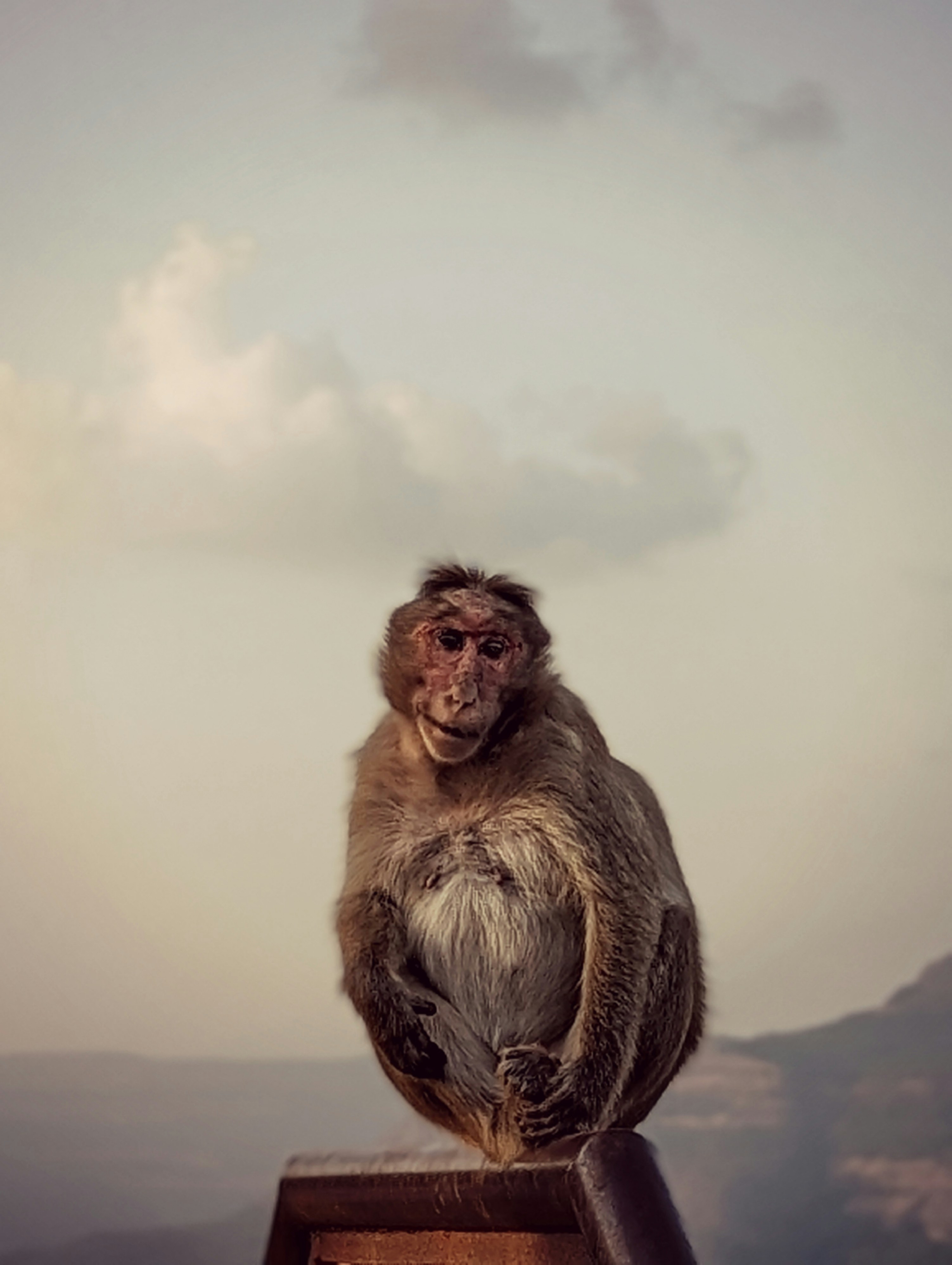 Monkey Outline Pictures | Download Free Images on Unsplash