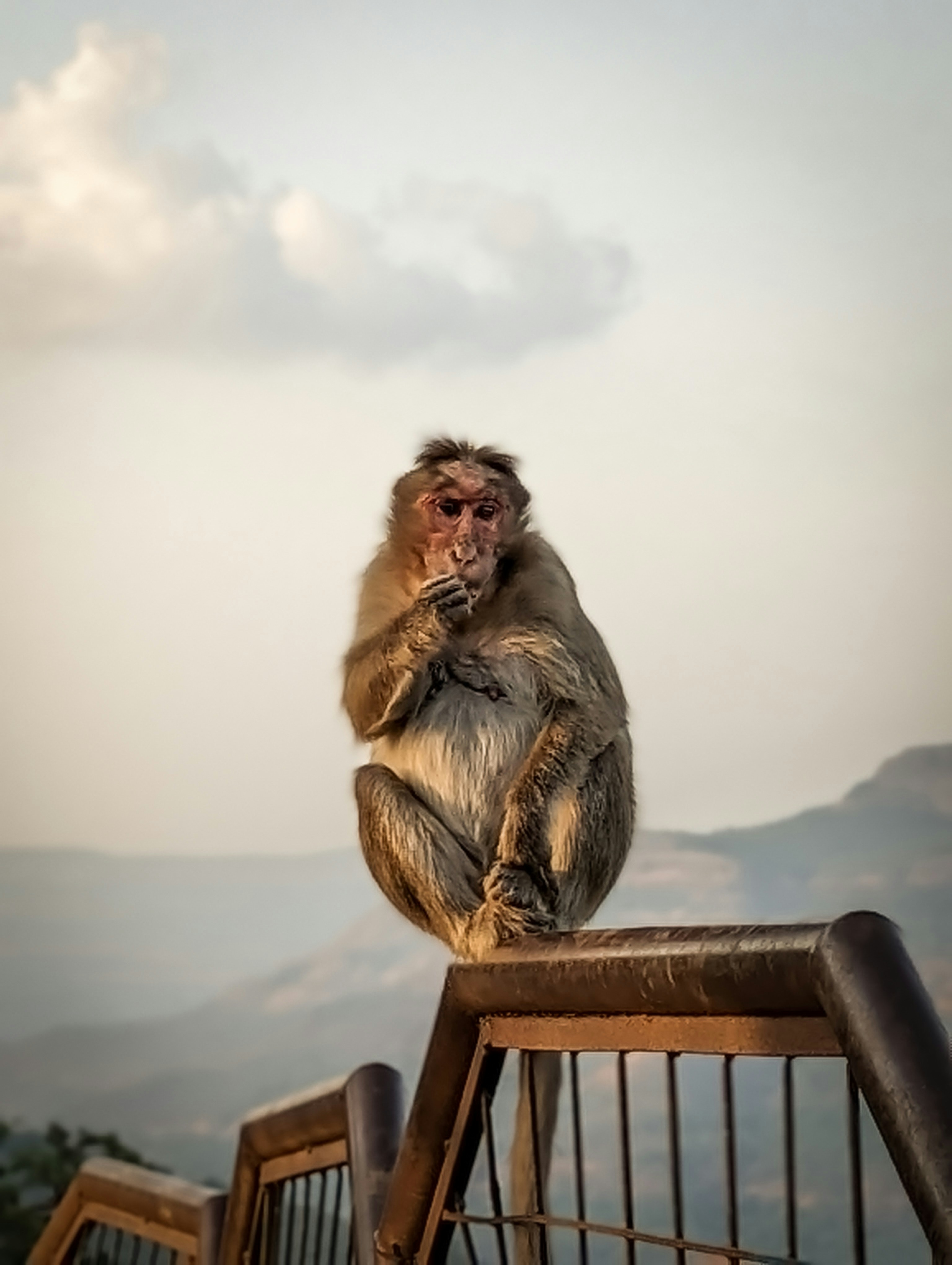 Ridge Watch: Monkey Perches on a Rail Above a Mountain Panorama