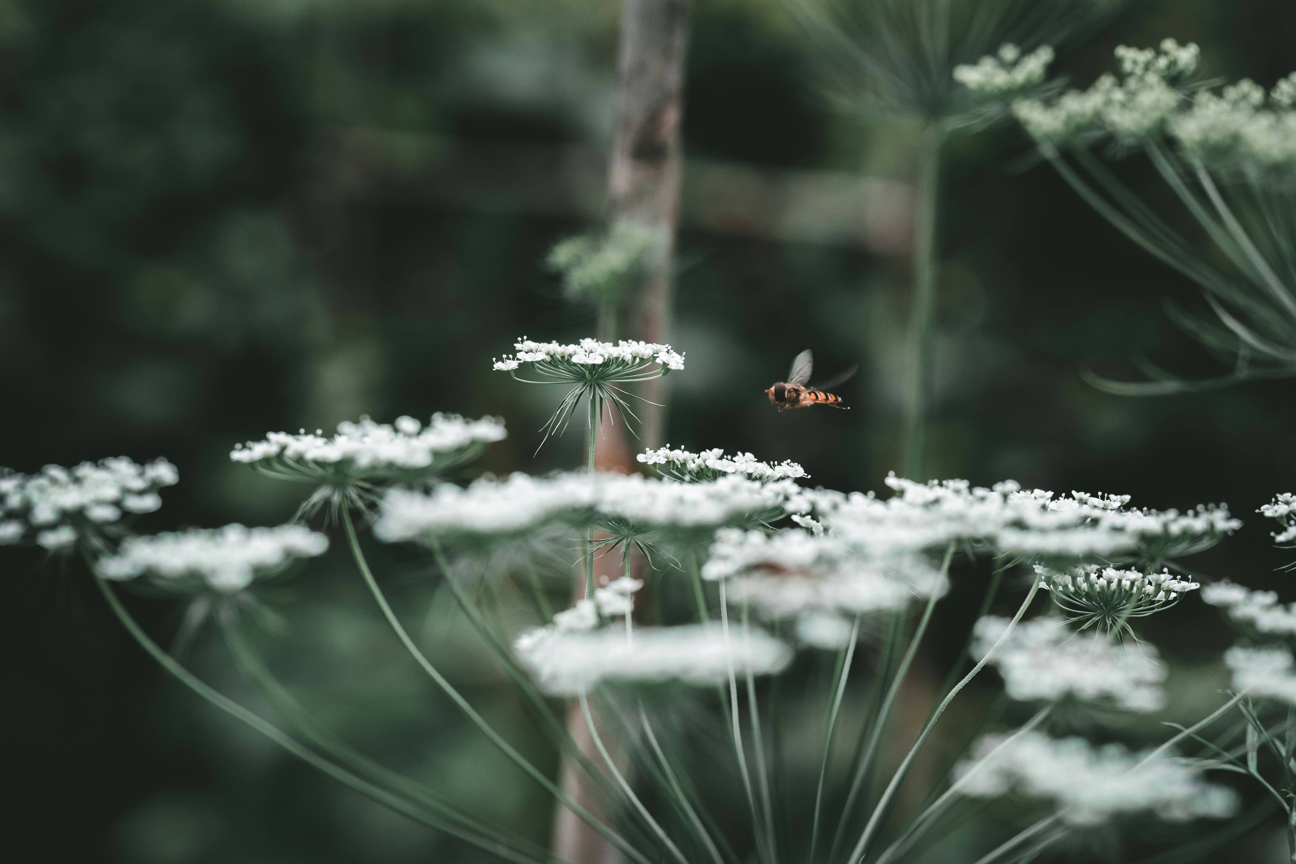 A Delicate Hover: A Dragonfly’s Flight Above Queen Anne’s Lace