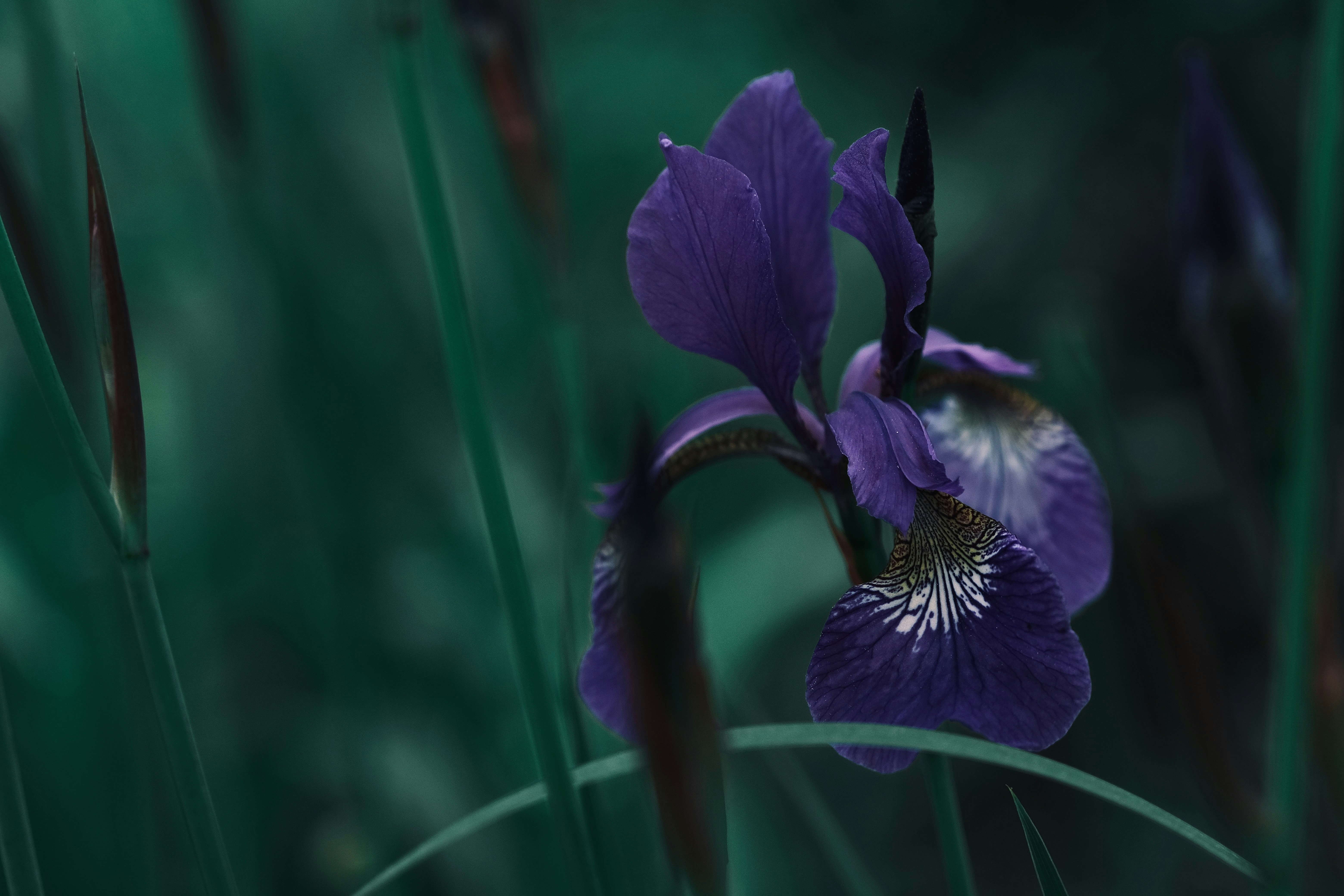Twilight Iris in Velvet Green