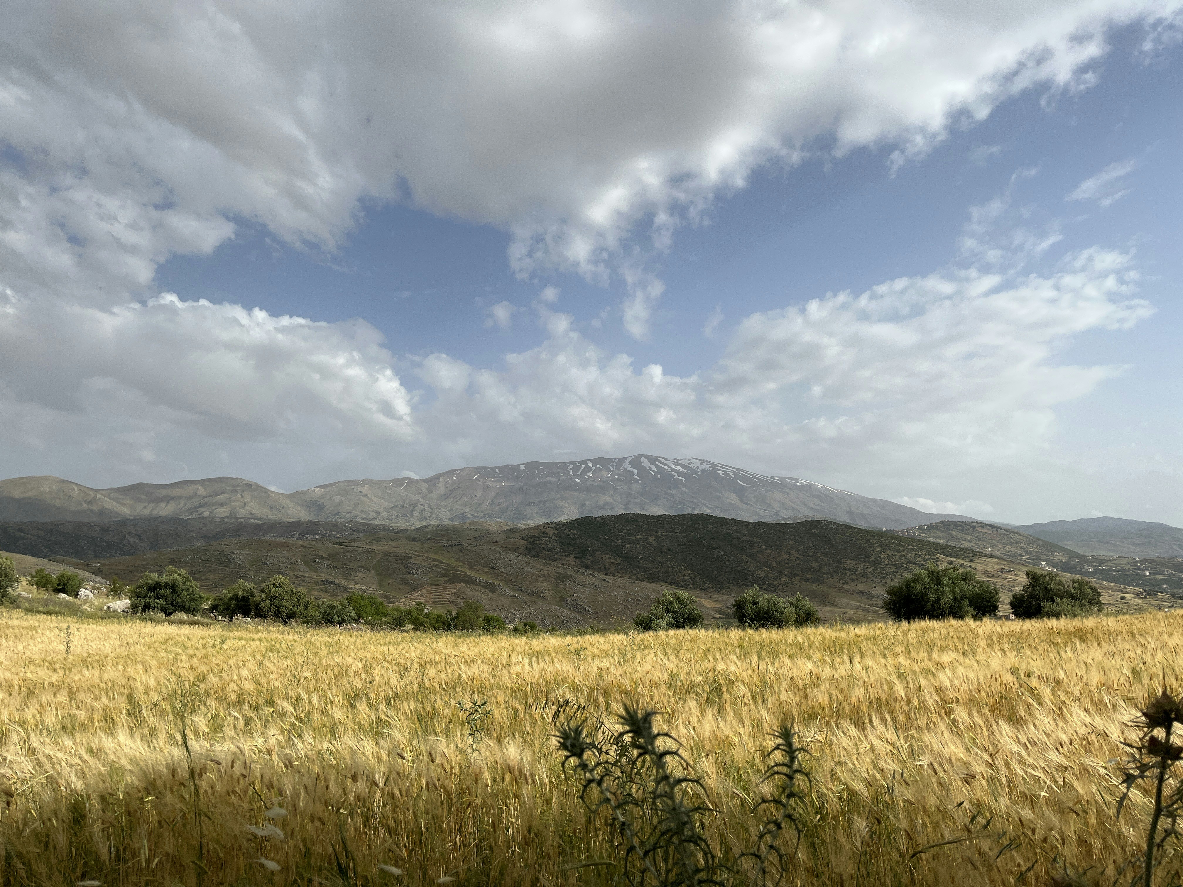 Golden Prairie Meets a Snow-Kissed Ridge Under a Quiet Blue Sky