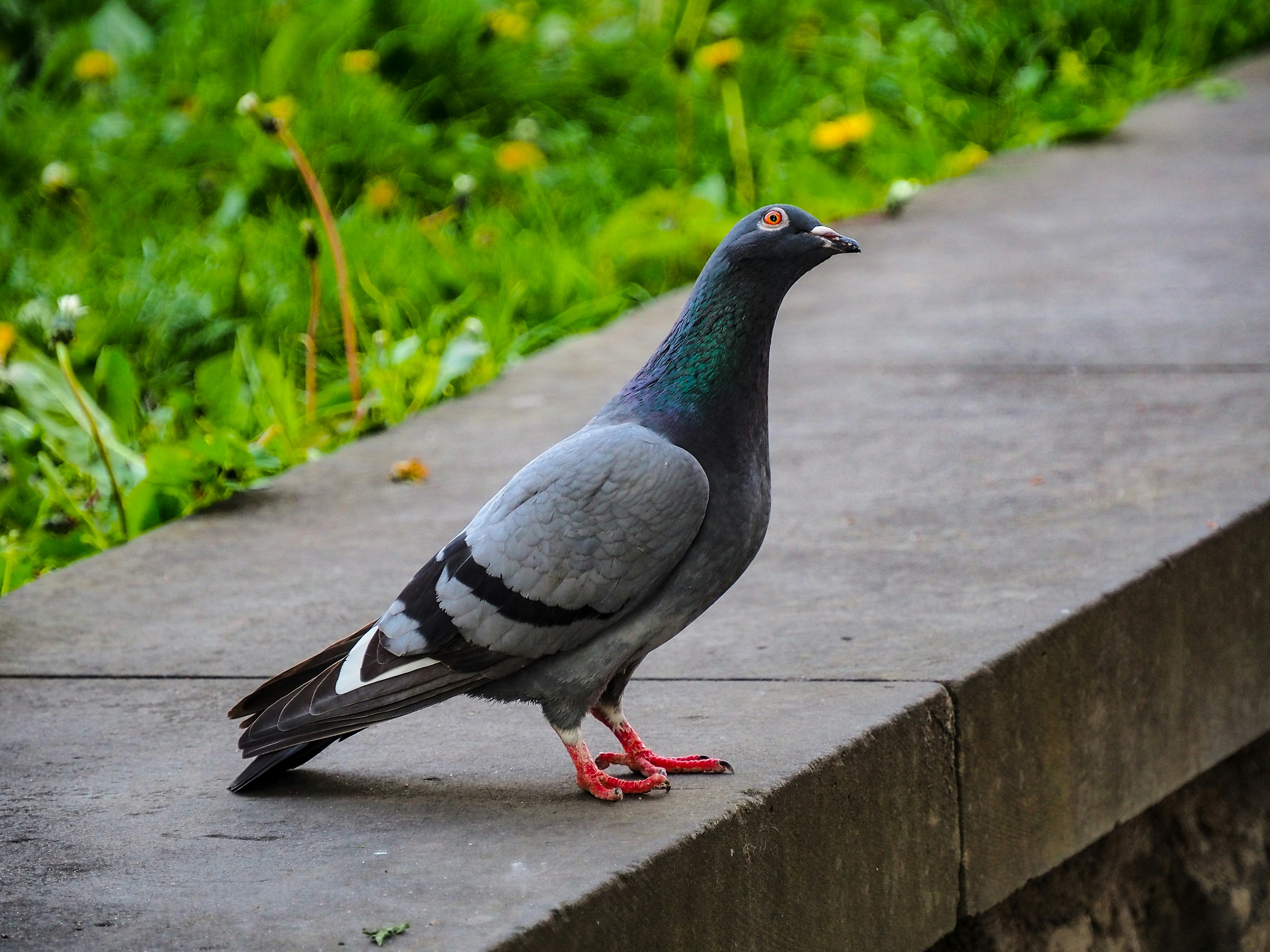 Curious pigeon