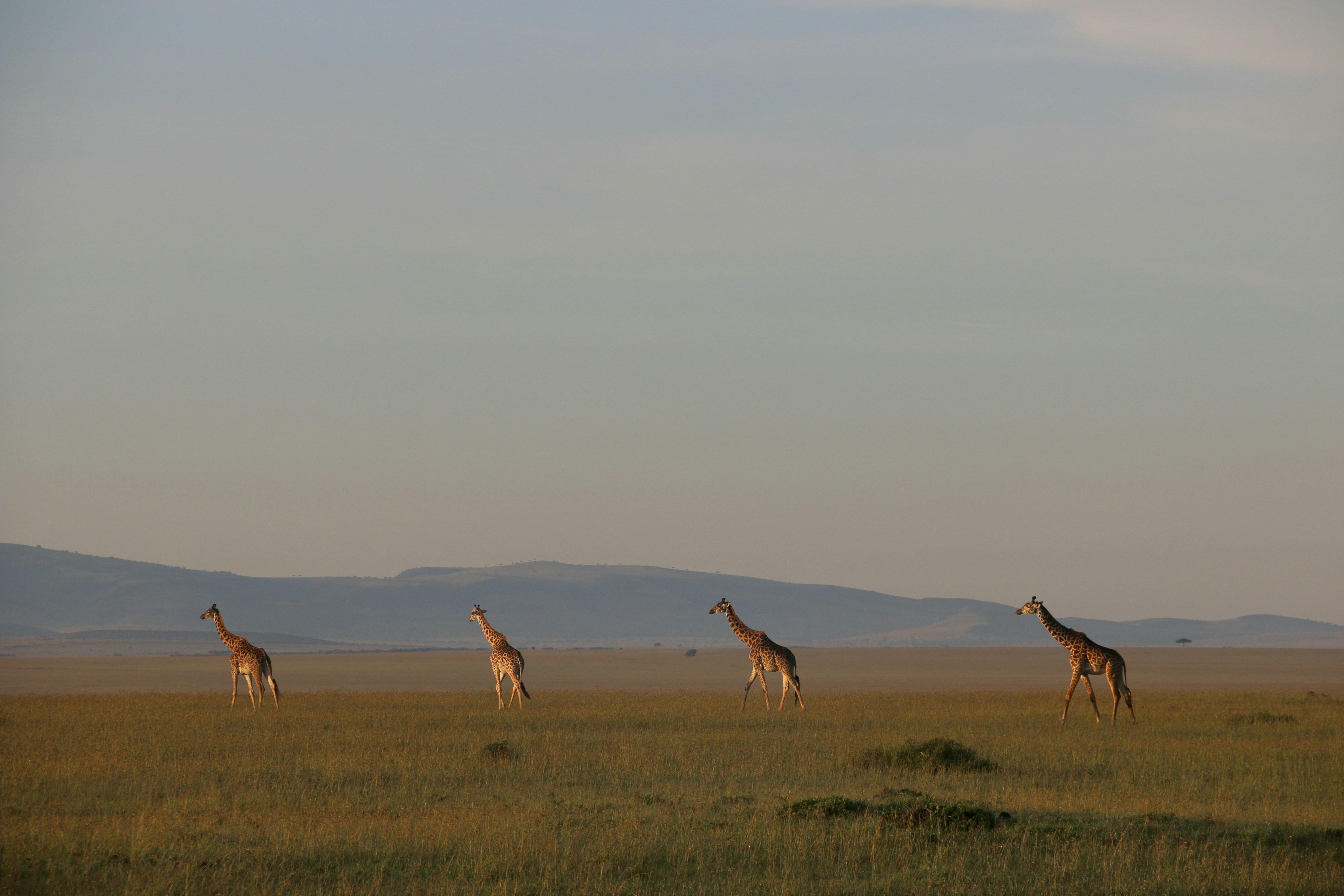 a group of giraffes walking across a field