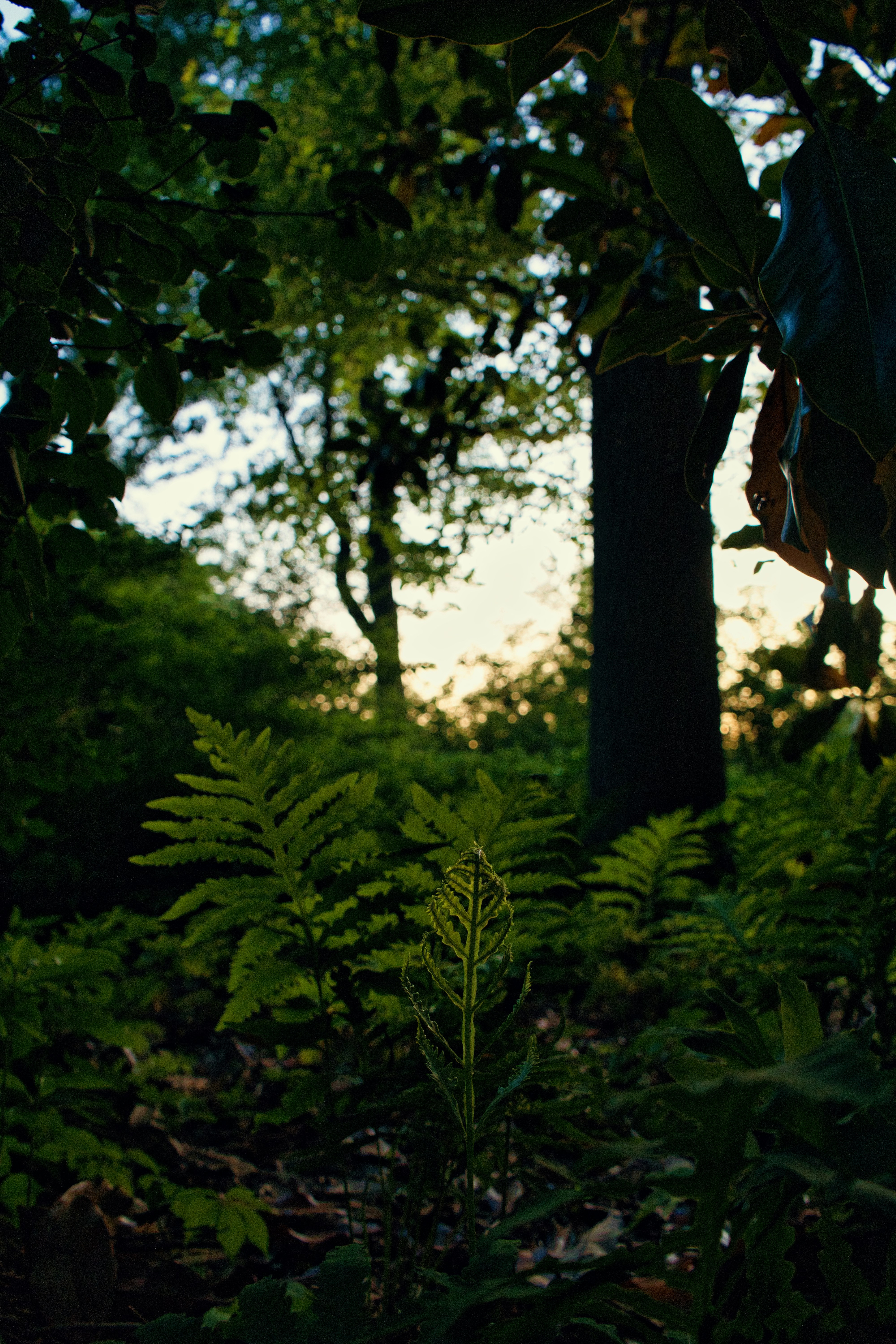 Backlit Fern Reaching Through Dappled Forest Light