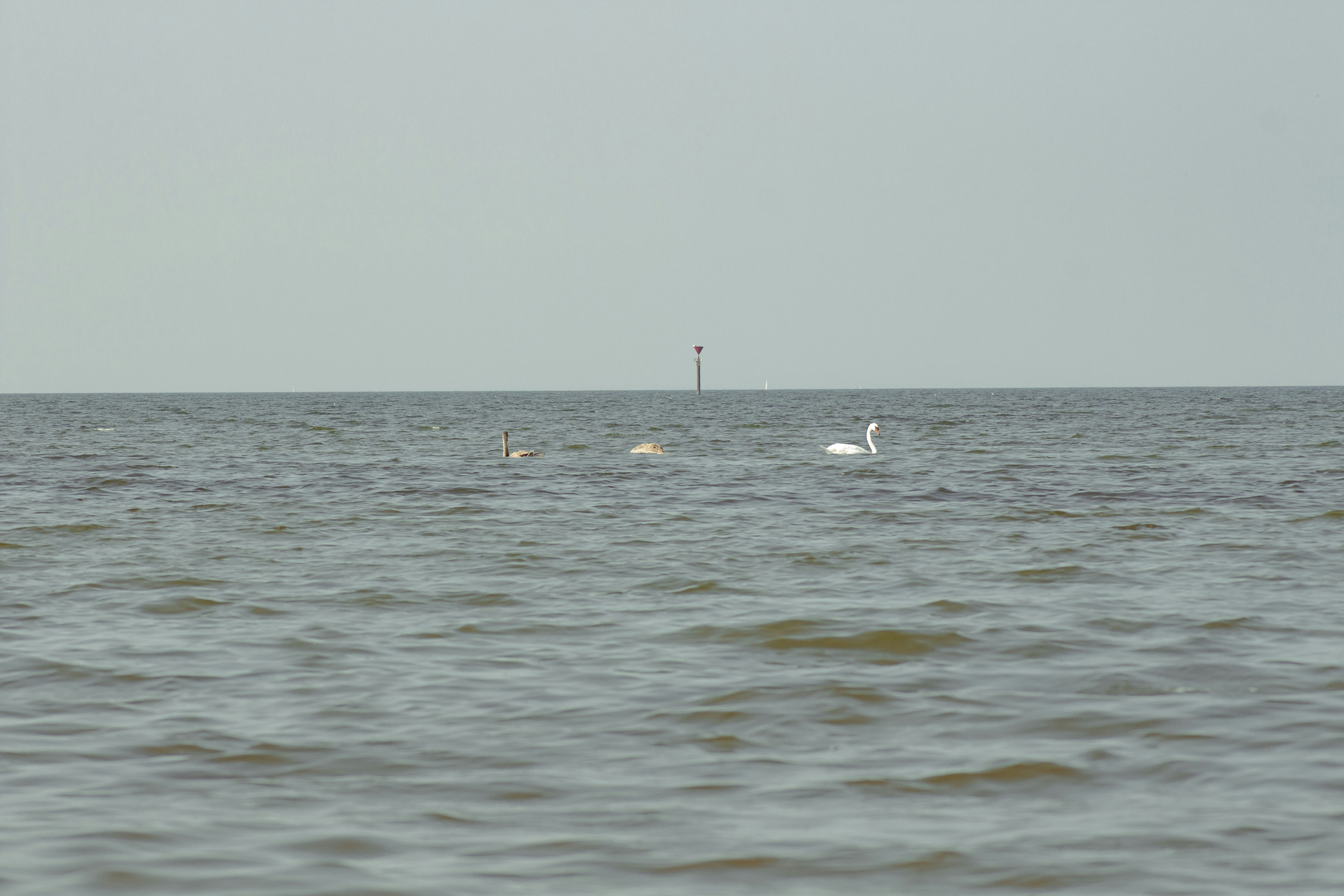 A couple of swans swimming in a large body of water photo – Free ...